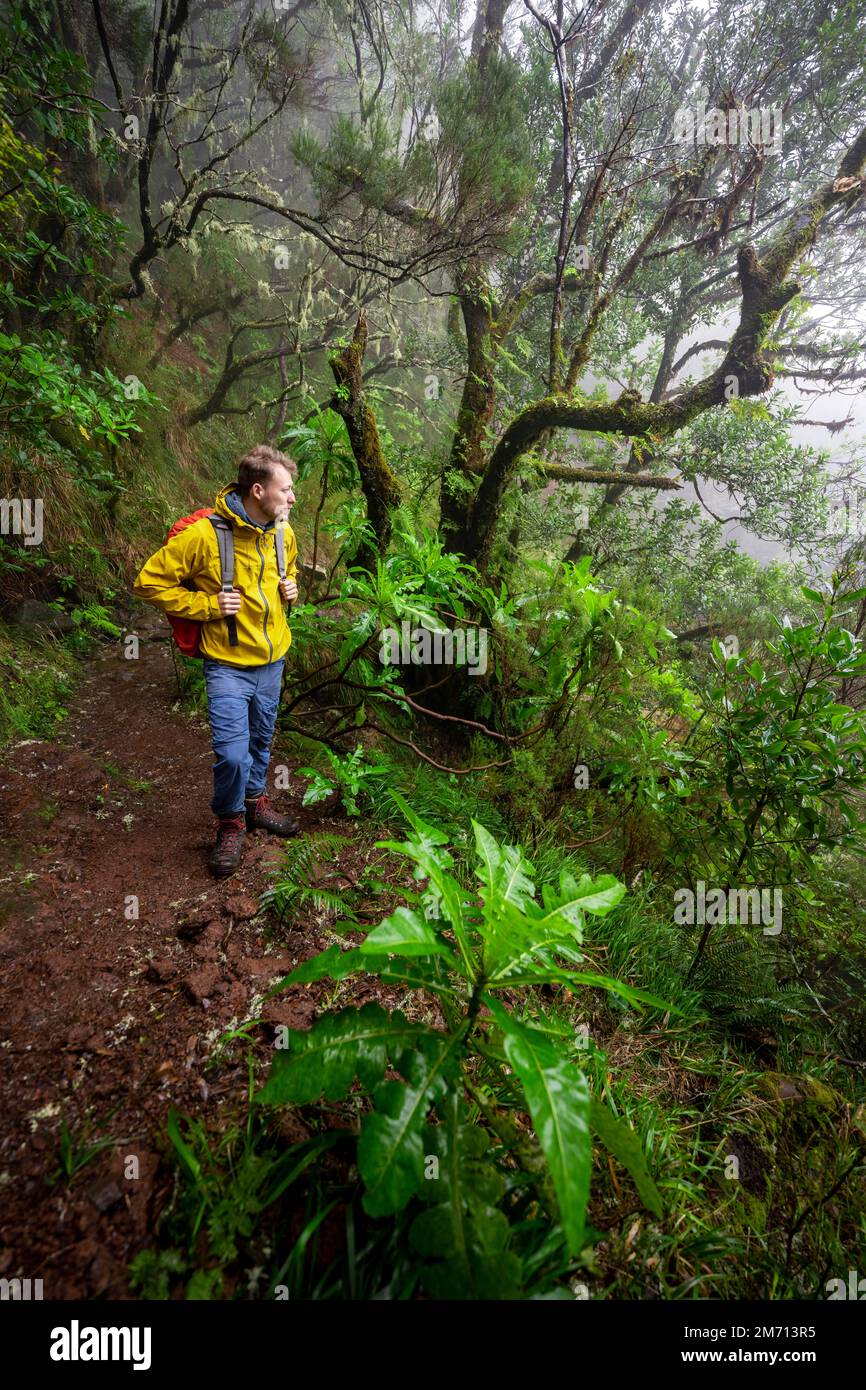 Hiker in dense forest, giant sow thistle (Sonchus fruticosus) on the ...