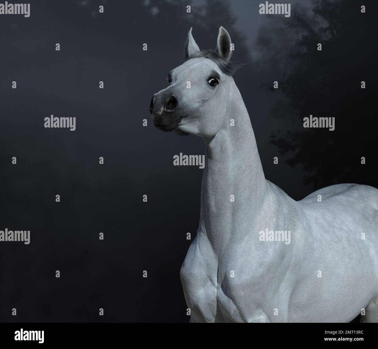 Arabian forest hi-res stock photography and images - Alamy