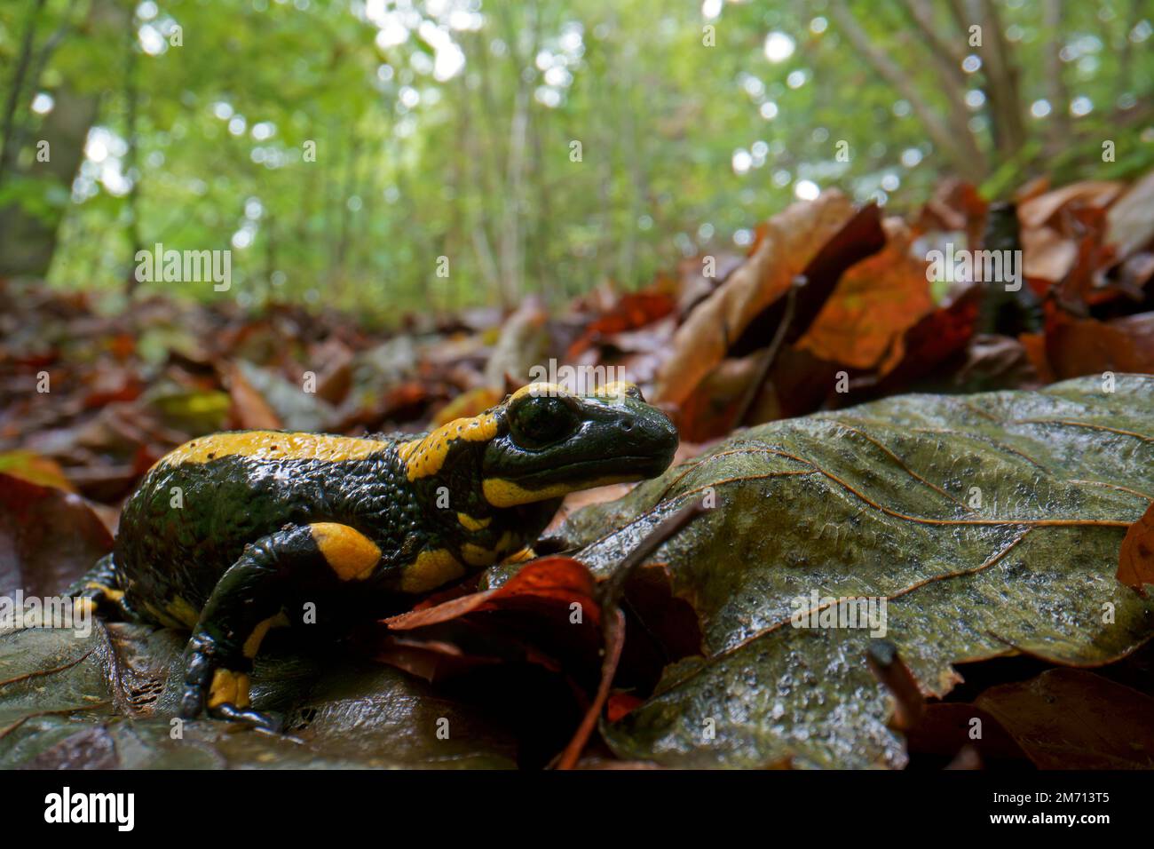 Fire salamander (Salamandra salamandra) in the forest habitat, Hesse ...