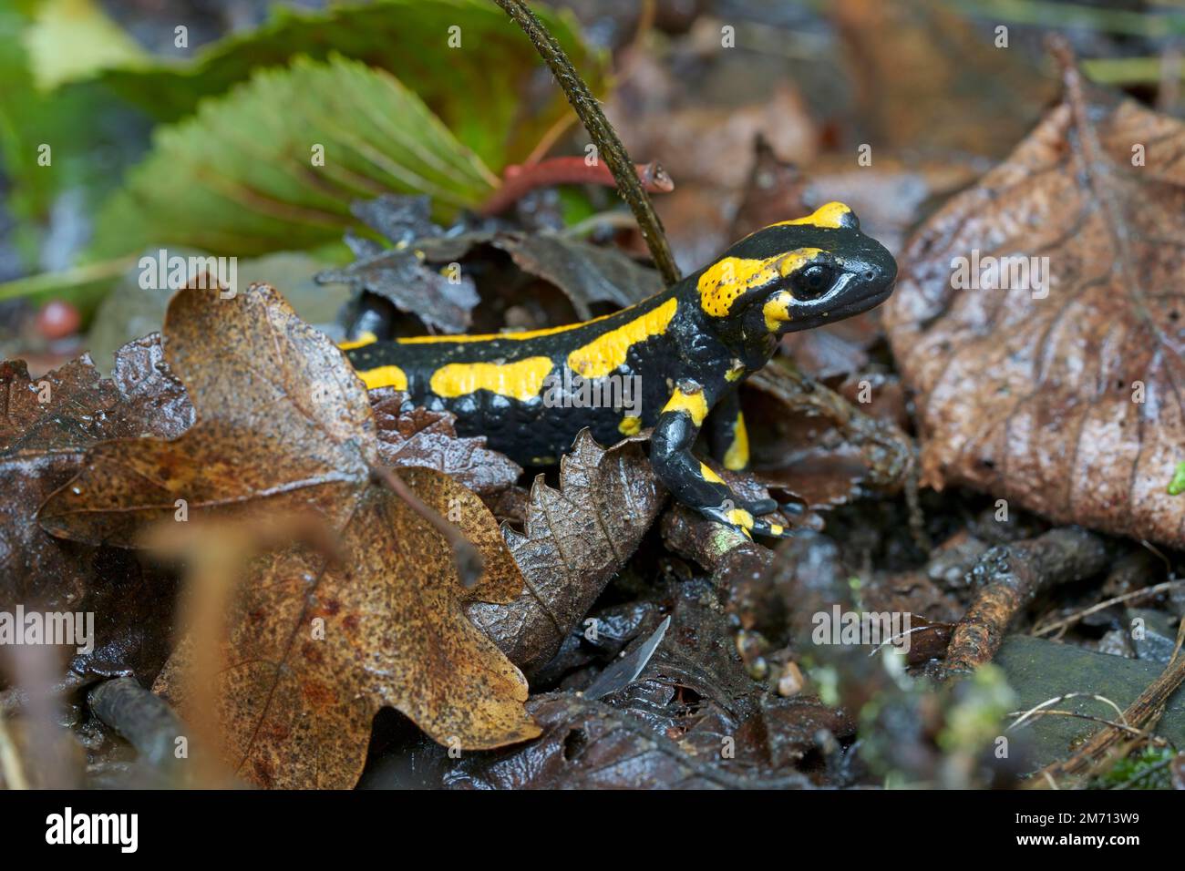 Fire salamander (Salamandra salamandra) in the forest habitat, Hesse ...
