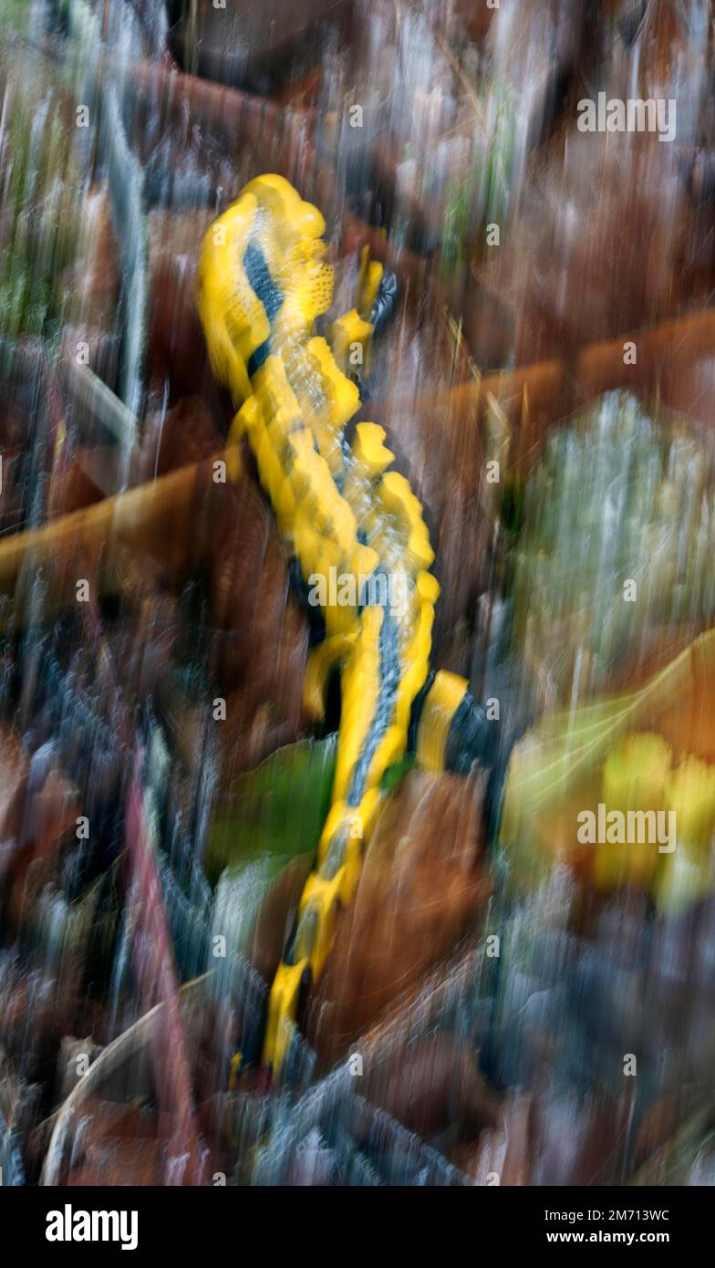 Fire salamander (Salamandra salamandra) running across the forest floor ...