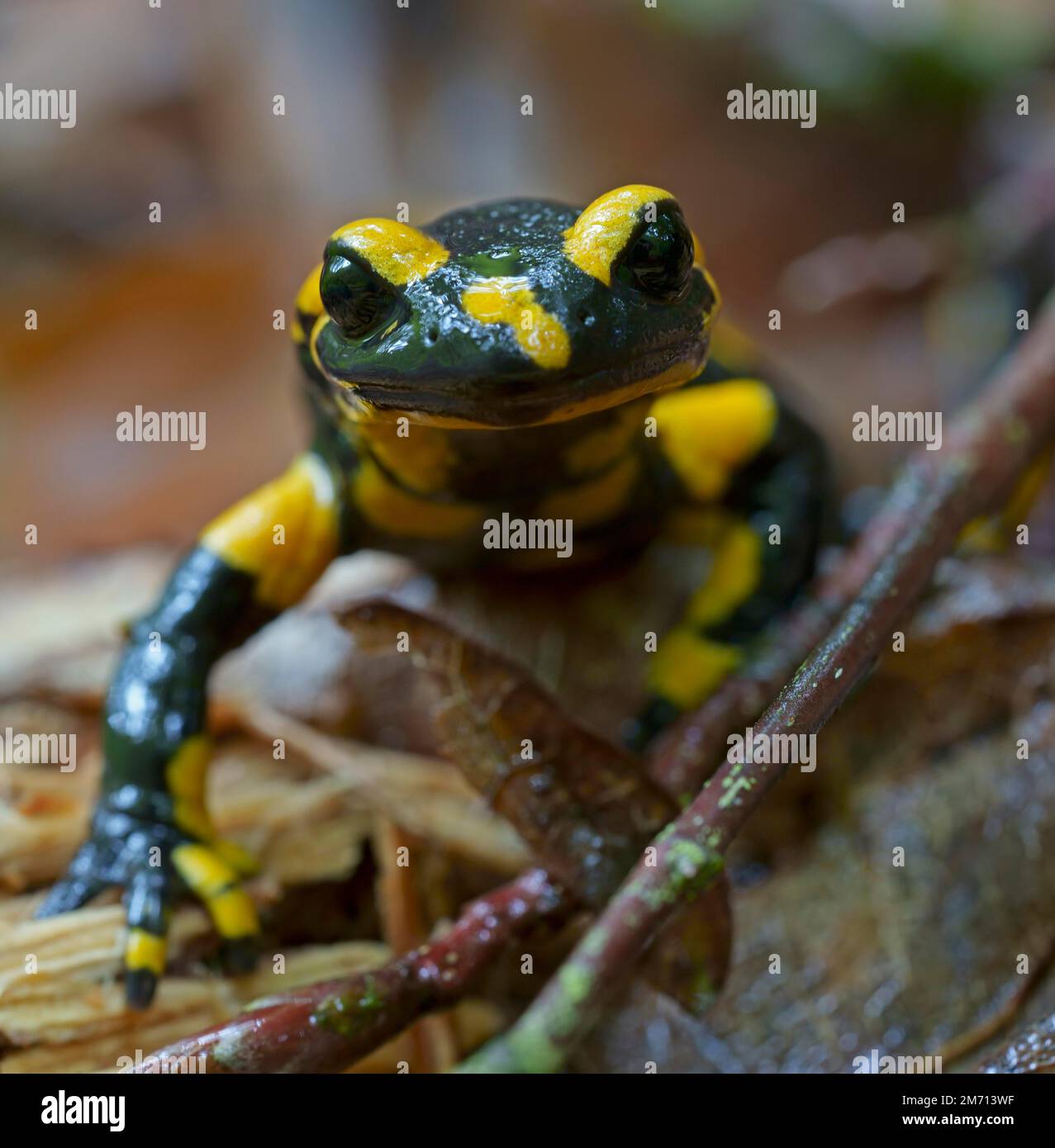 Fire salamander (Salamandra salamandra) in the forest habitat, Hesse ...