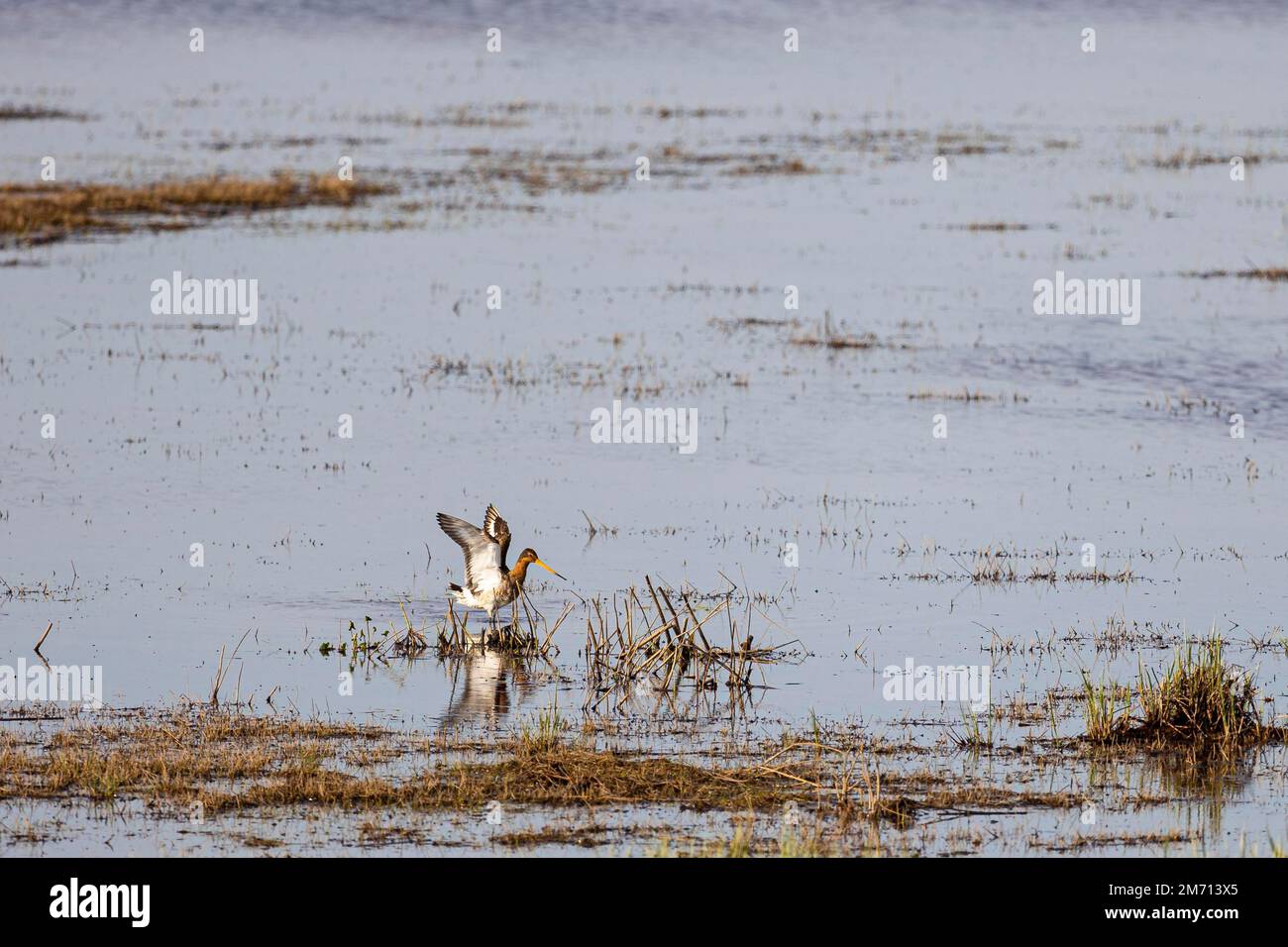 Black-tailed Godwit (Limosa limosa) in magnificent plumage, Liminka ...