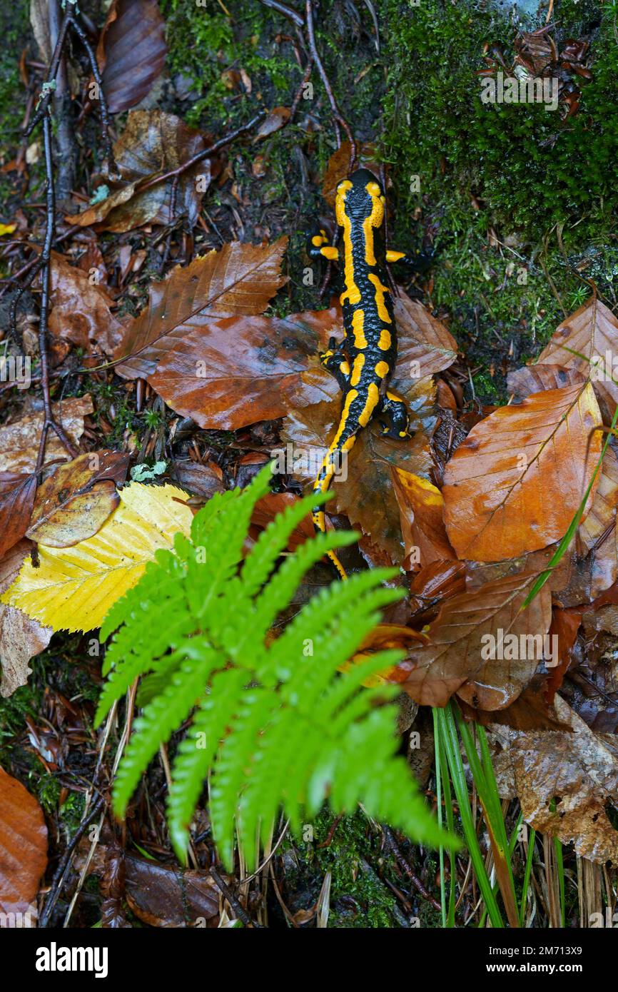 Fire salamander (Salamandra salamandra) in the forest habitat, Hesse ...