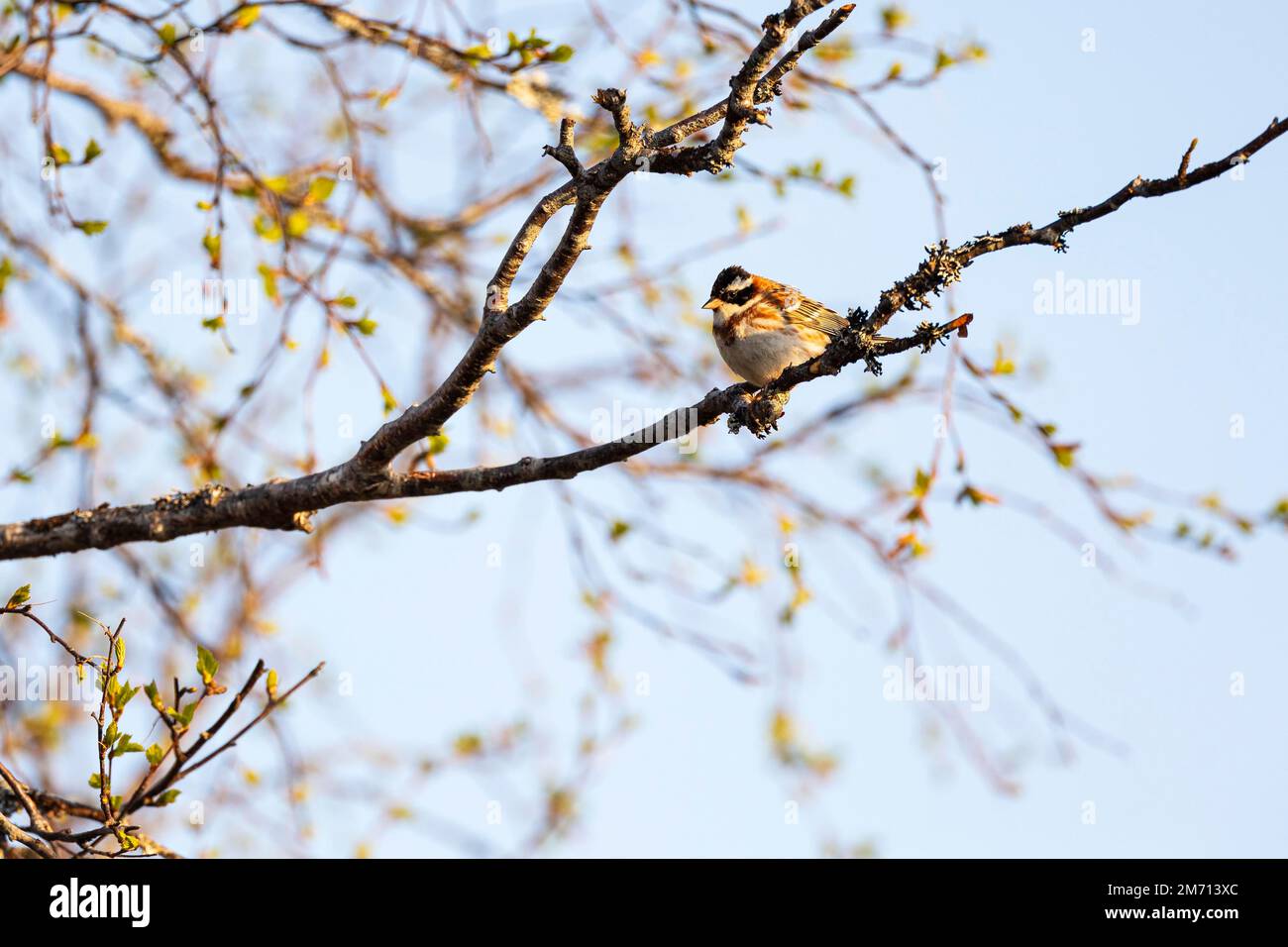 Rustic bunting (Emberiza rustica), adult male, Oulanka National Park ...