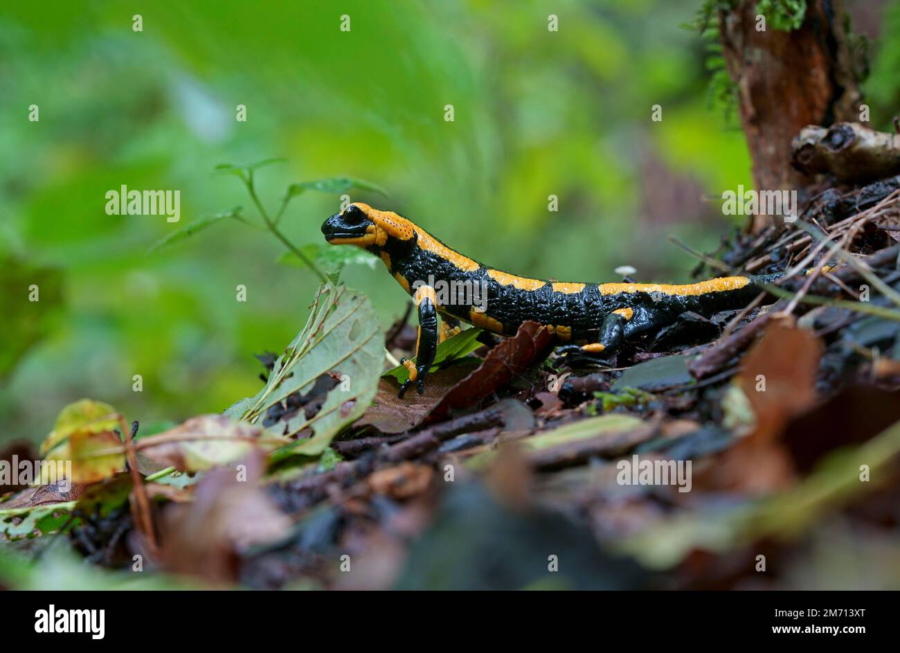 Salamander habitat hi-res stock photography and images - Alamy