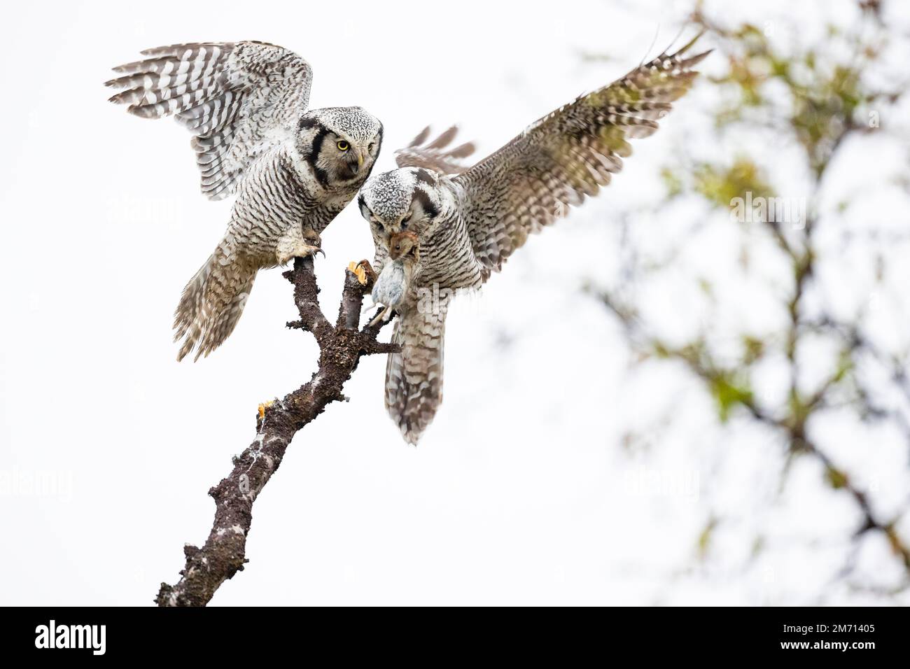 Northern hawk owl (Surnia ulula), adult breeding pair handing over prey ...