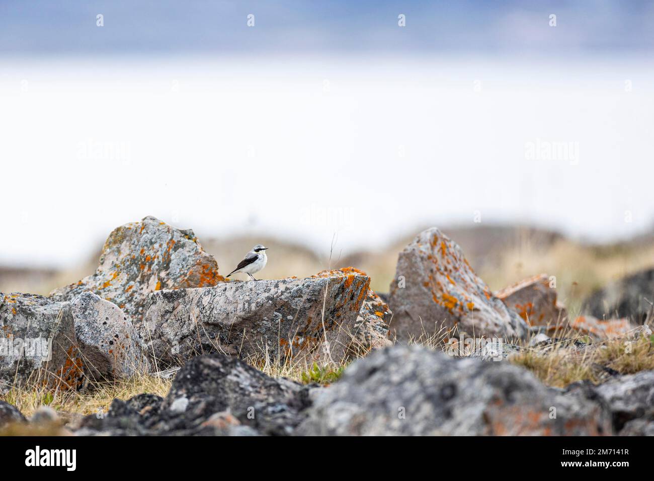 Scandinavian thrush hi-res stock photography and images - Alamy