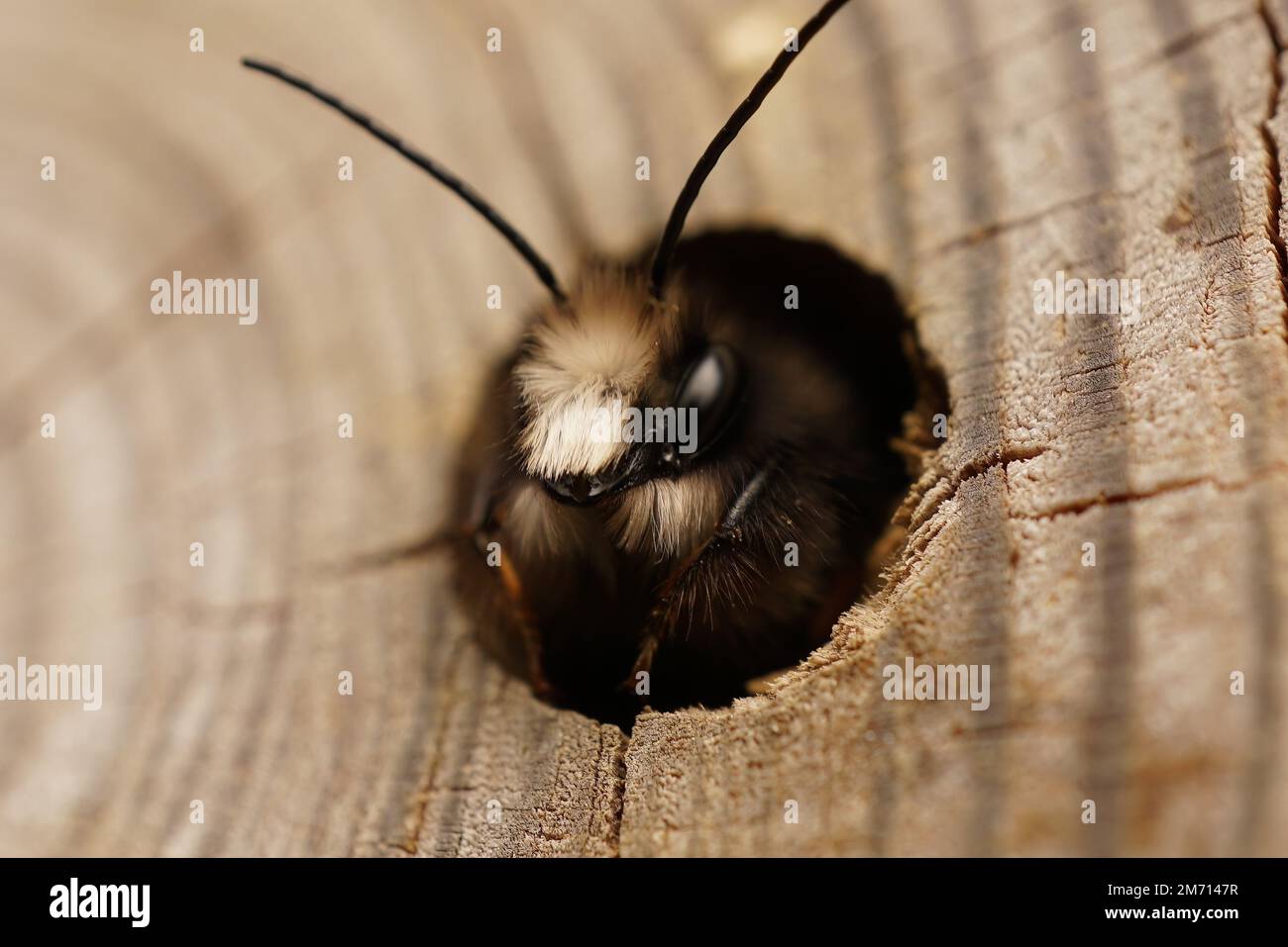 Natural closeup on a male horned mason bee, Osmia cornuta, peeking out ...