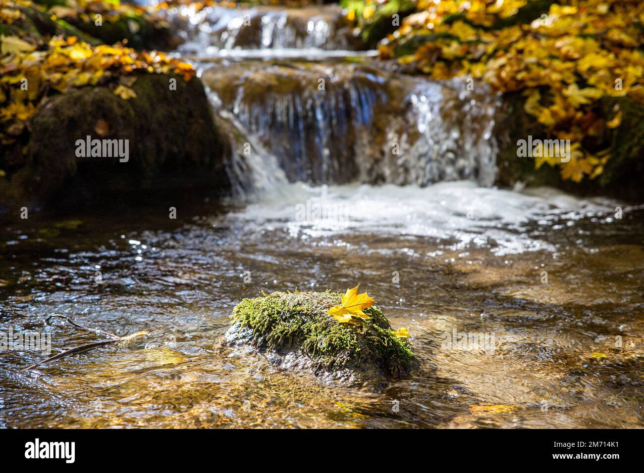 Golden maple leaf waves in hi-res stock photography and images - Alamy