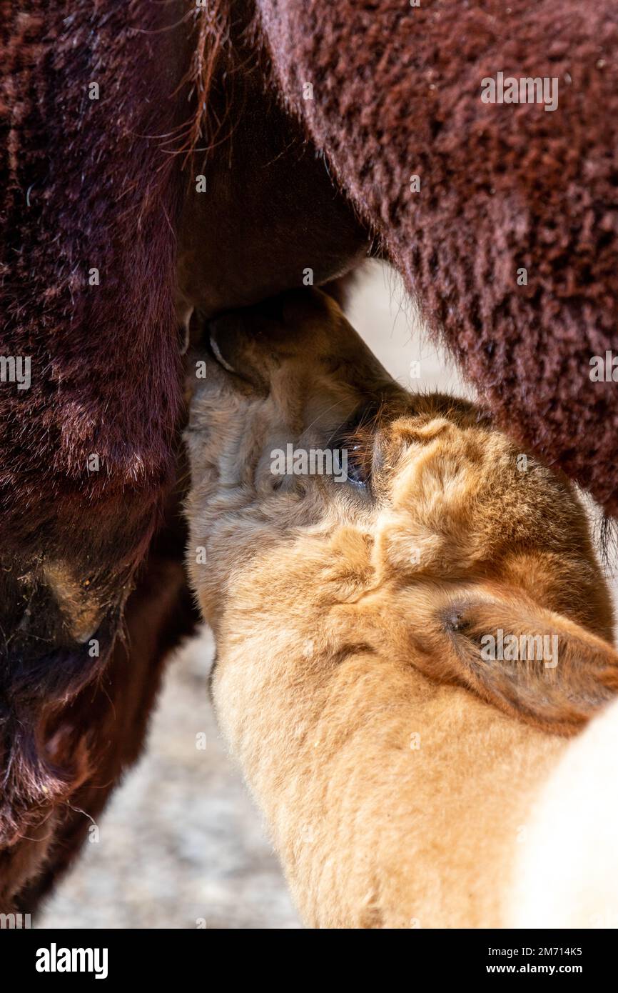 small alpaca baby suckling drinking milk from mother Stock Photo - Alamy