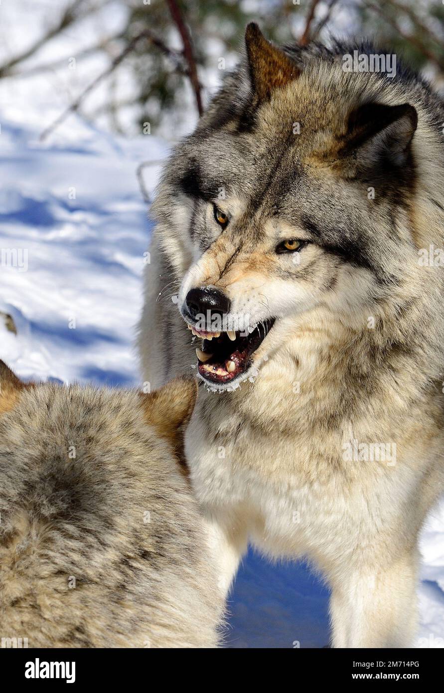 Two fighting wolves hi-res stock photography and images - Alamy