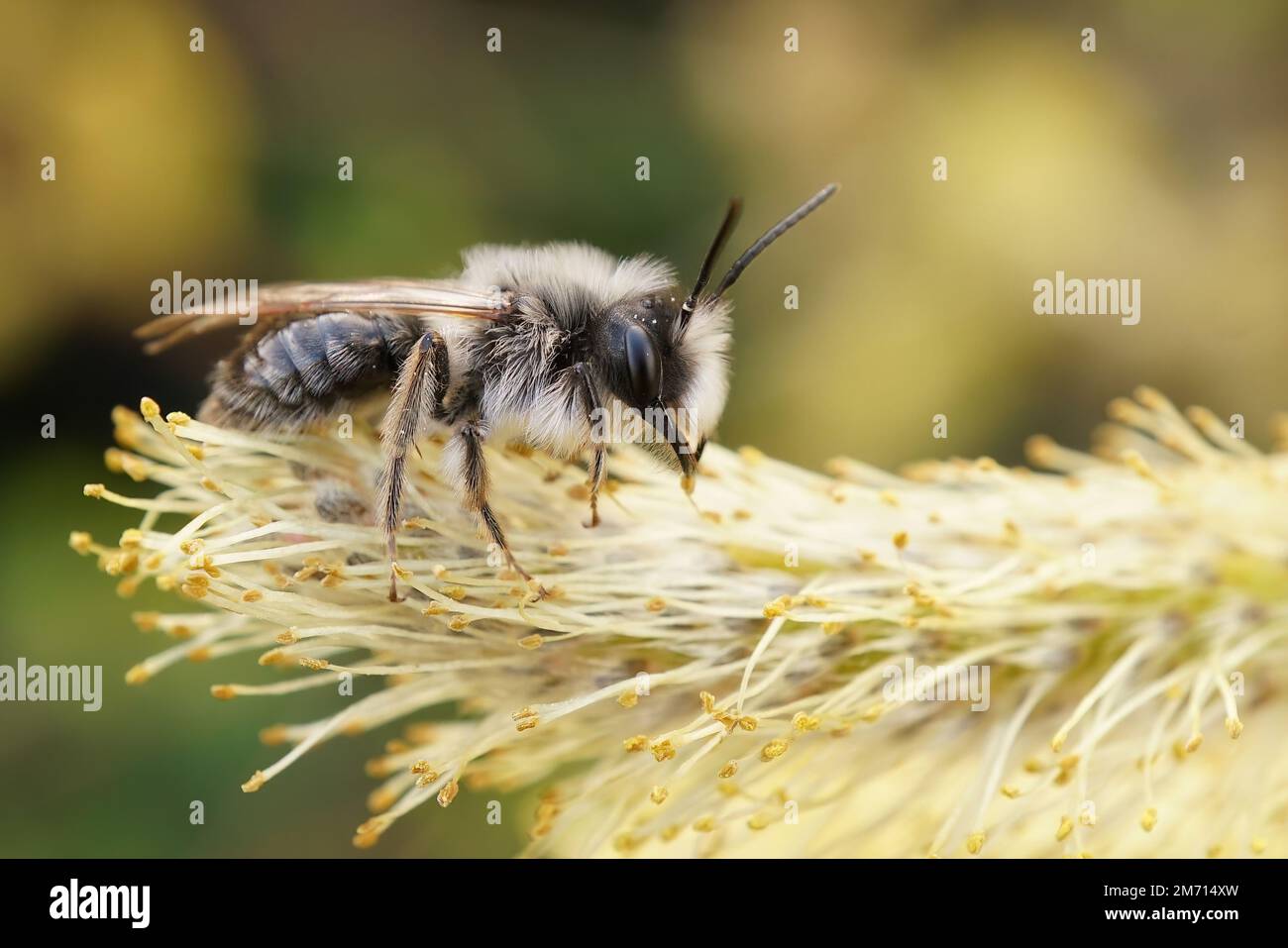 Natural closeup of a male grey-backed mining bee, Andrena vaga eating ...