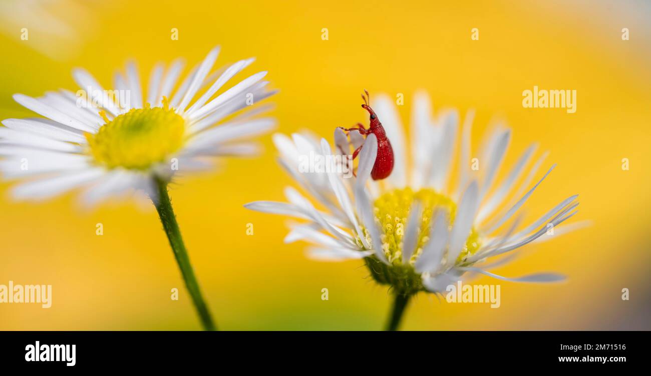 Flower red insect hi-res stock photography and images - Alamy