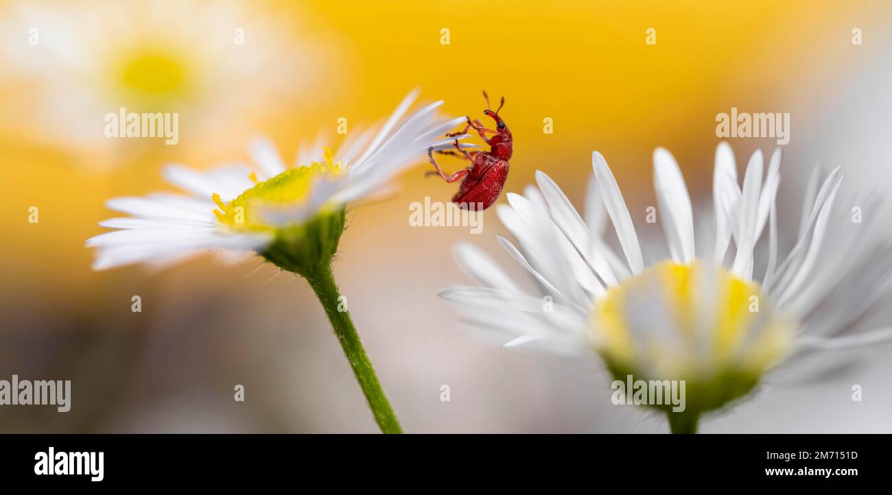 White beetle hi-res stock photography and images - Alamy