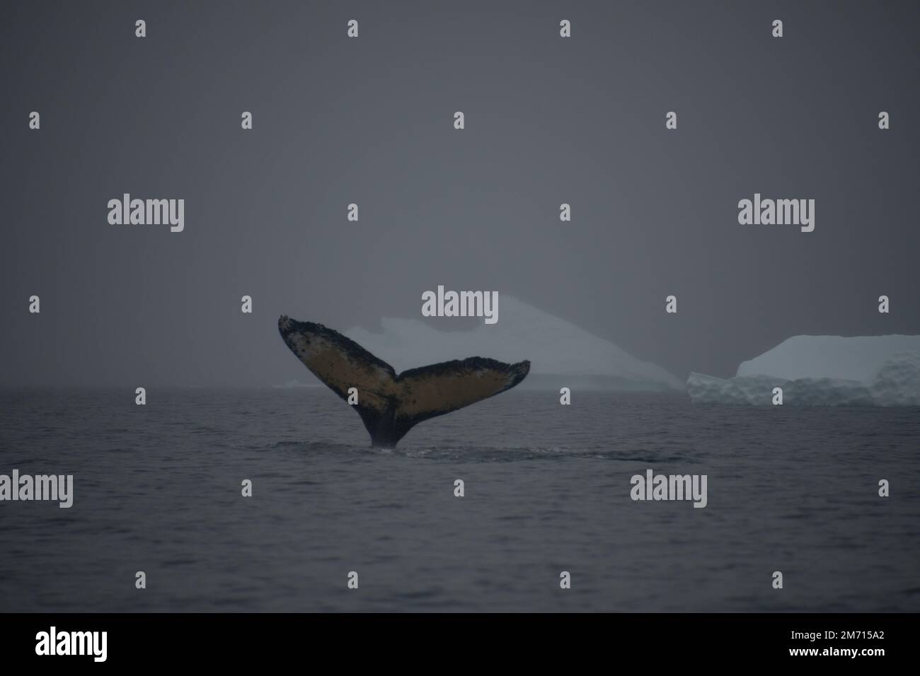 The tail of a whale appearing above the surface of a dark sea under a ...