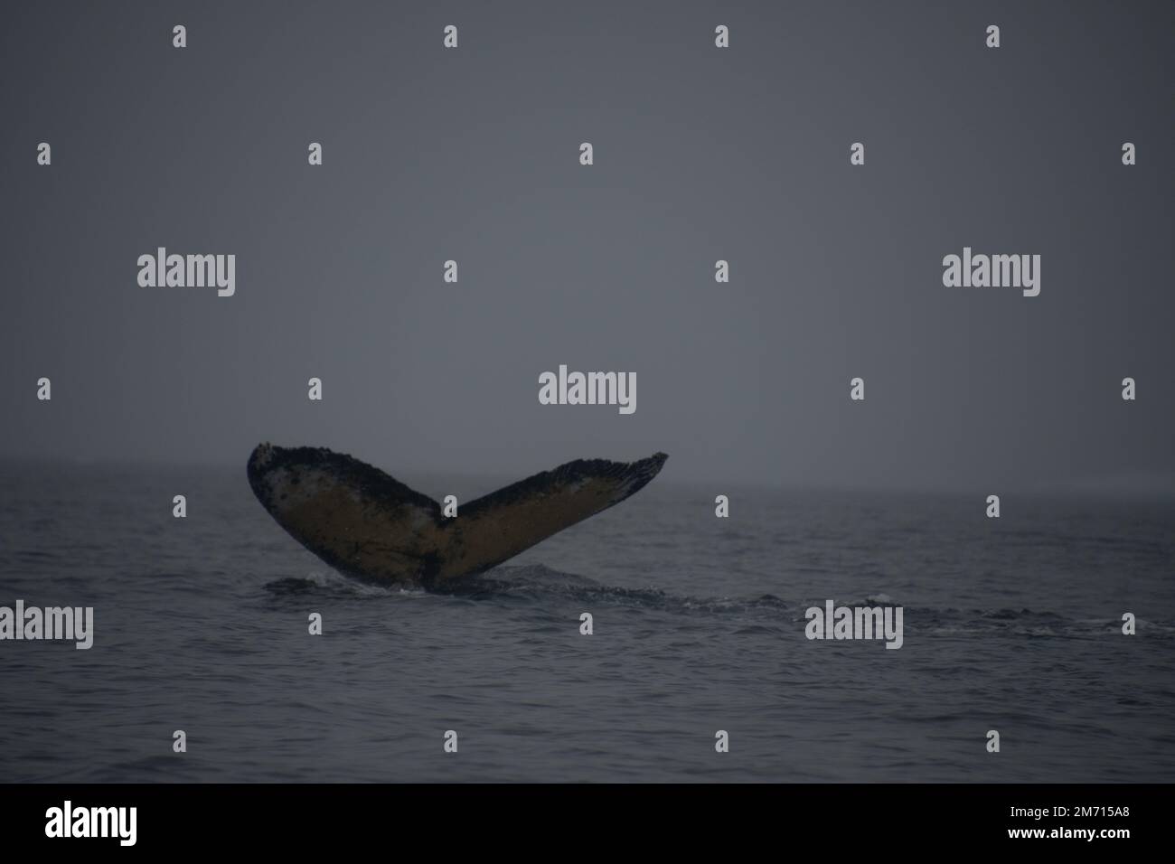 The tail of a whale appearing above the surface of a dark sea under a ...
