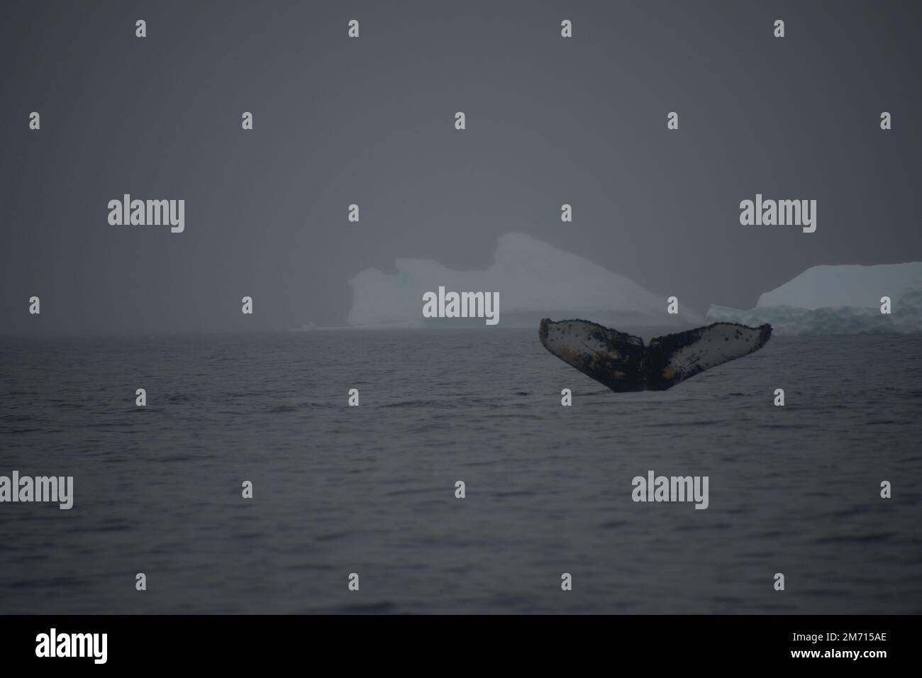 The tail of a whale appearing above the surface of a dark sea under a ...