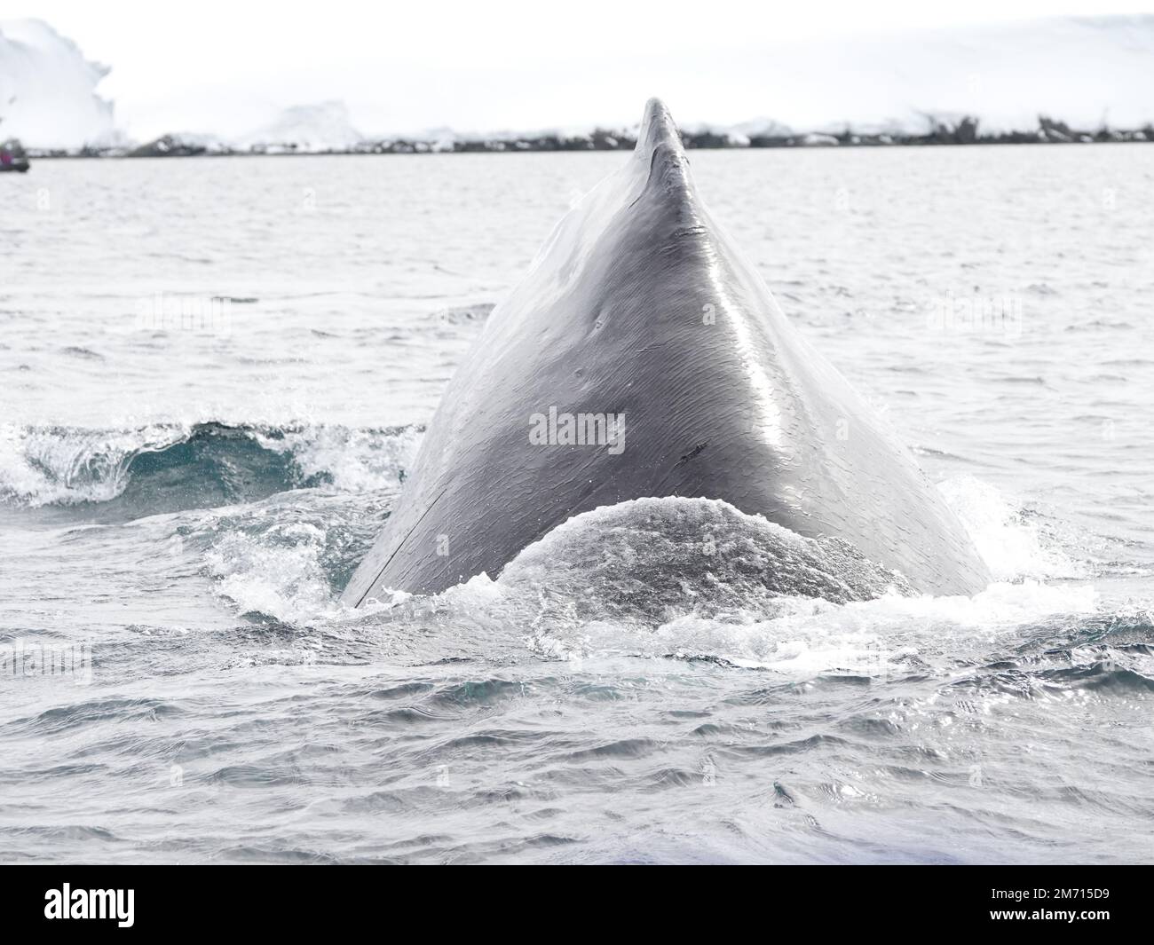 A whale appearing above the surface of a quiet sea under bright ...