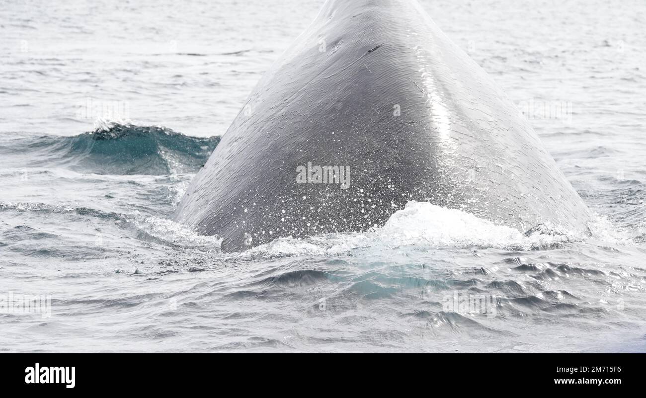 A whale appearing above the surface of a quiet sea under bright ...