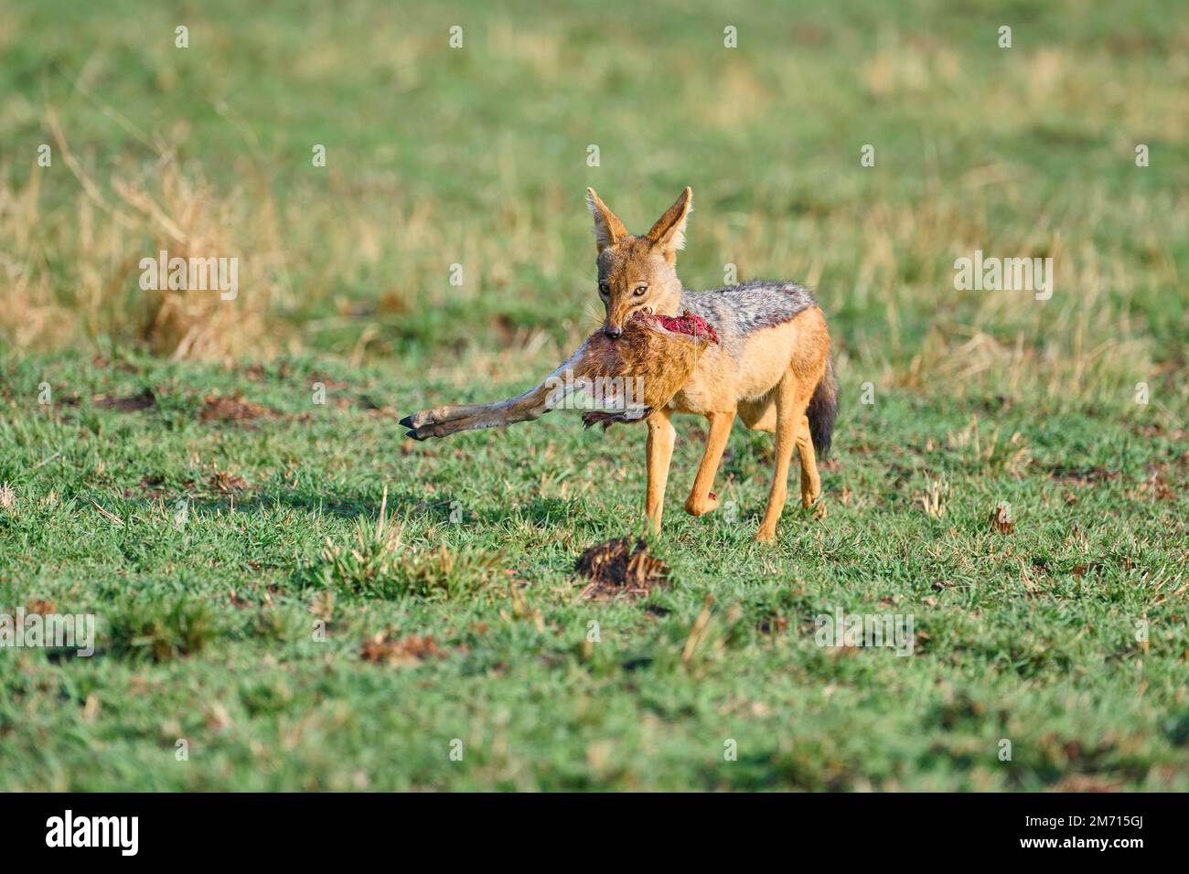 Black-backed jackal (Canis mesomelas), running with prey in the savannah, Masai Mara National ...