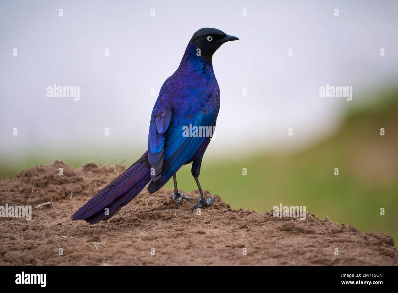 Long-tailed Glossy Starling (Lamprotornis purpuroptera), sitting on ...