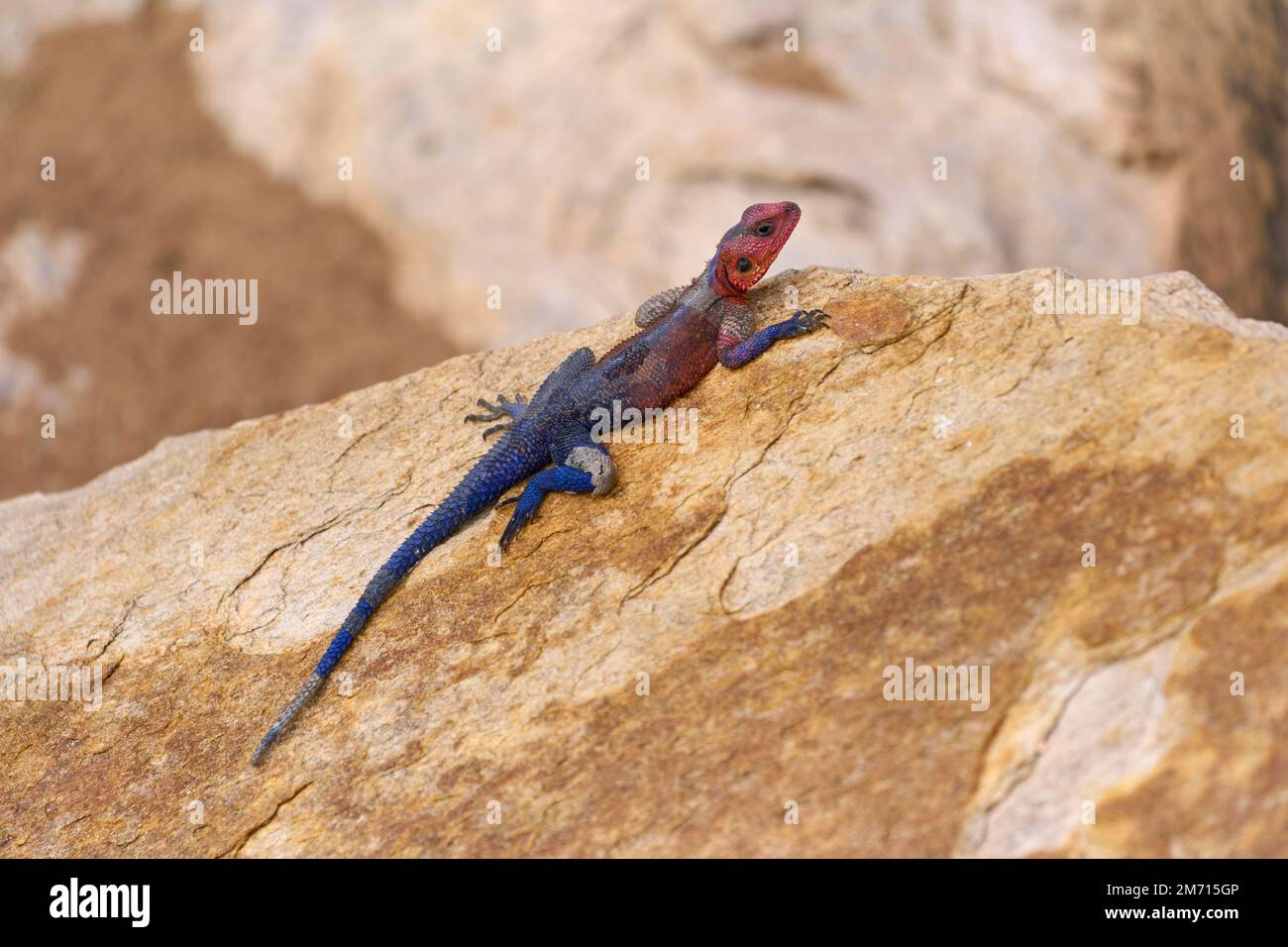Tree (agama) lizard, on stone, Masai Mara National Reserve, Kenya Stock ...