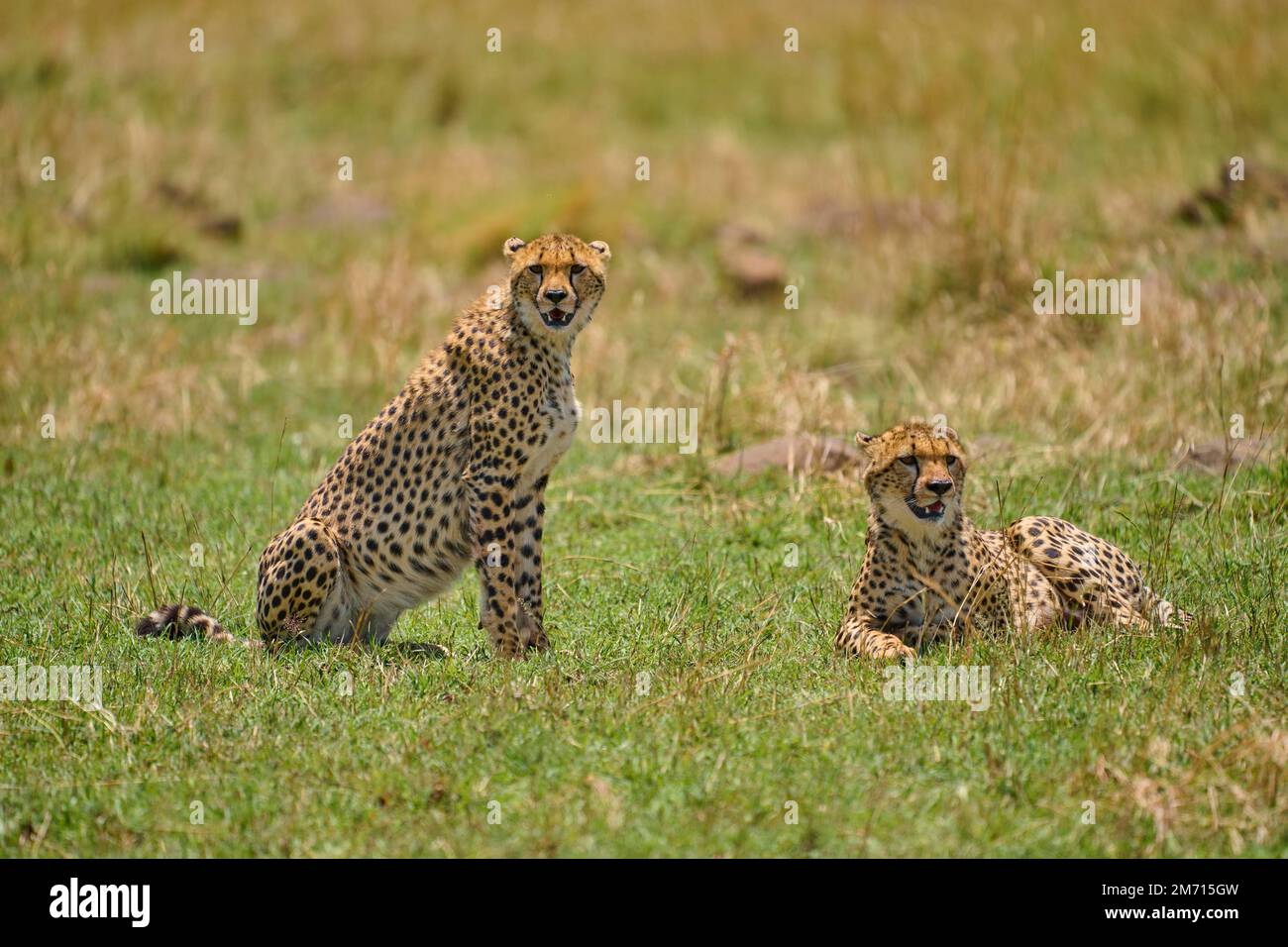 Grassland animals hi-res stock photography and images - Alamy