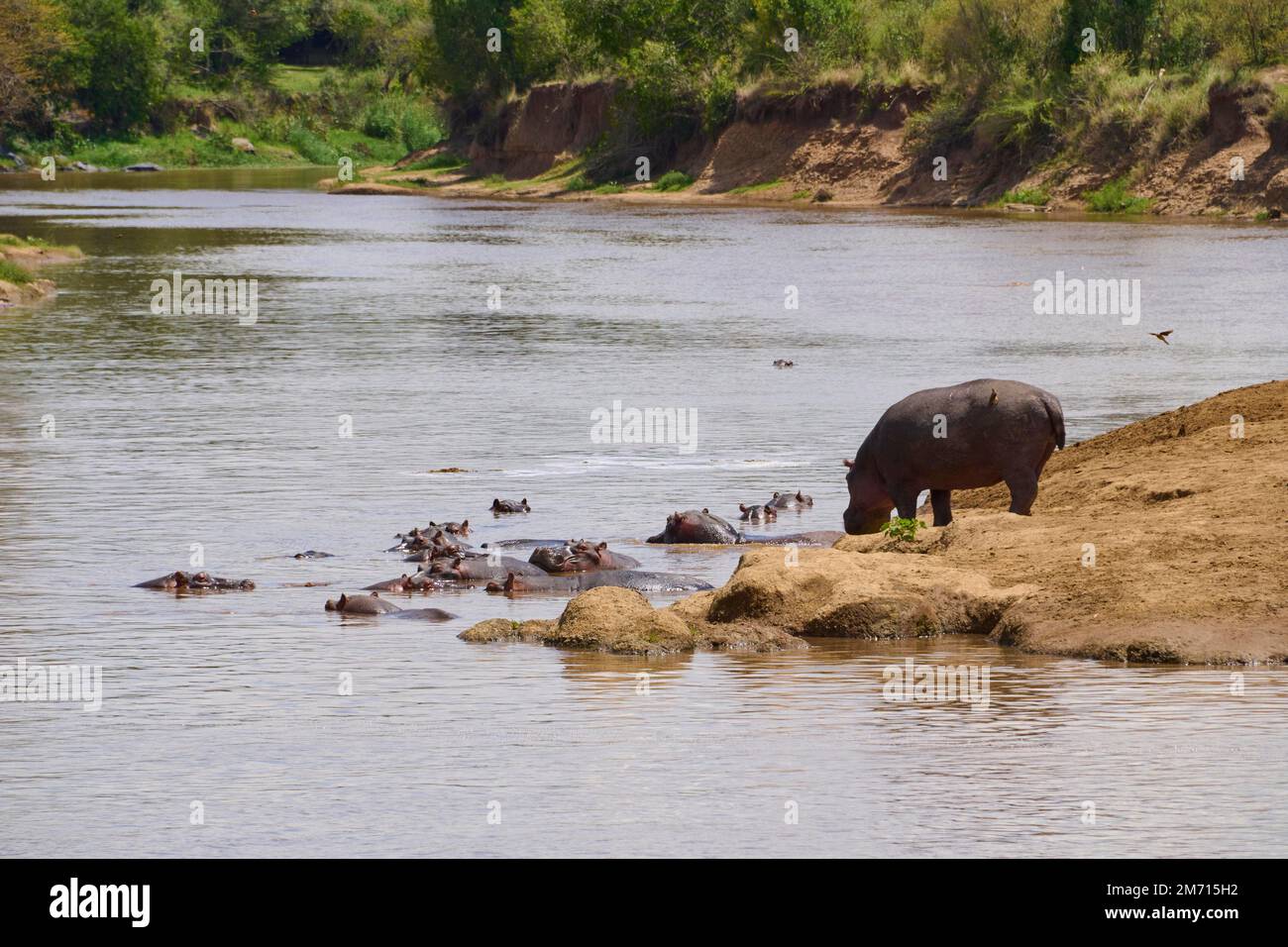 Hippos (Hippopotamus amphibius), group at the Mara River, Masai Mara ...
