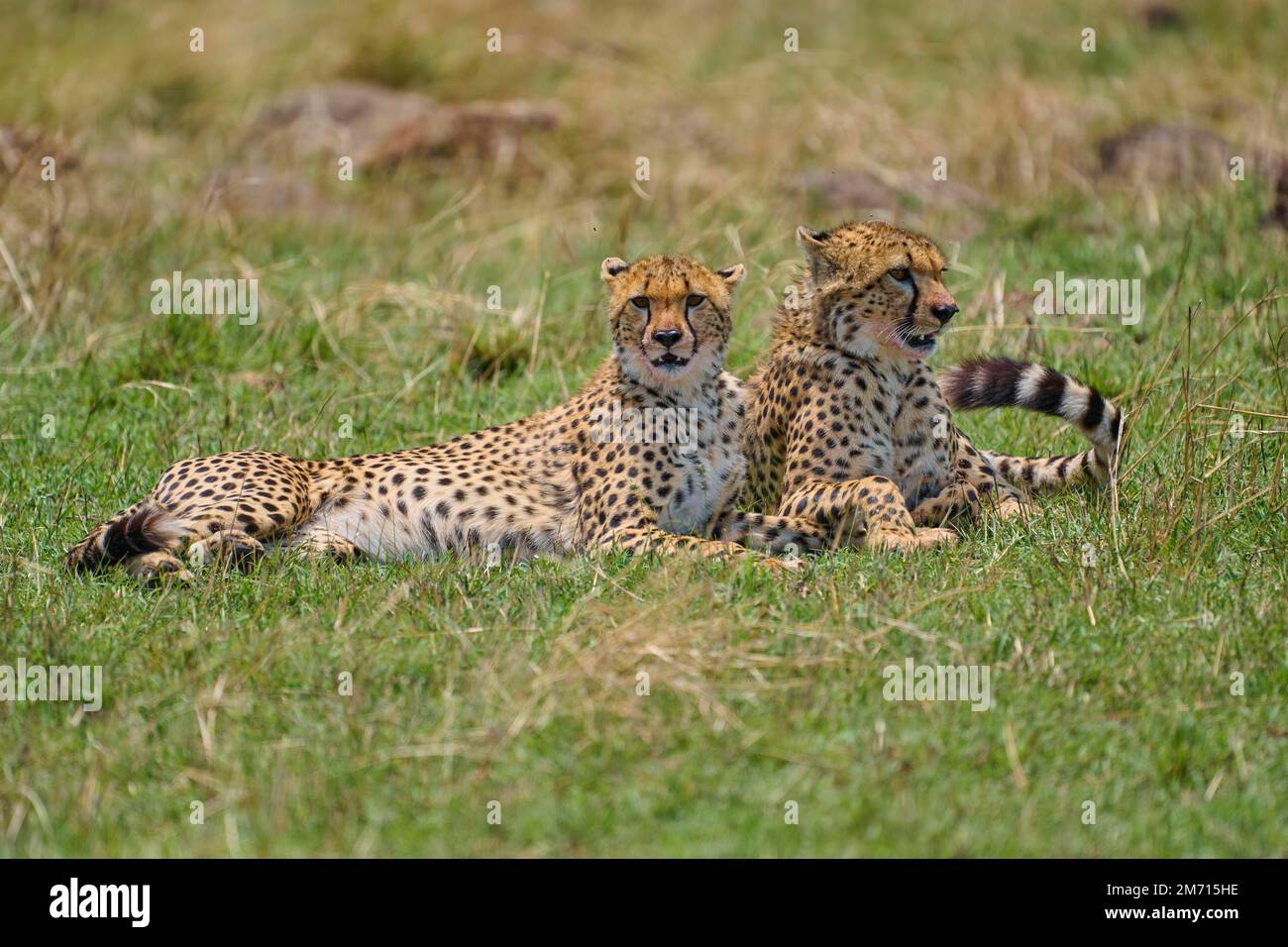 Two species of animals together hi-res stock photography and images - Alamy