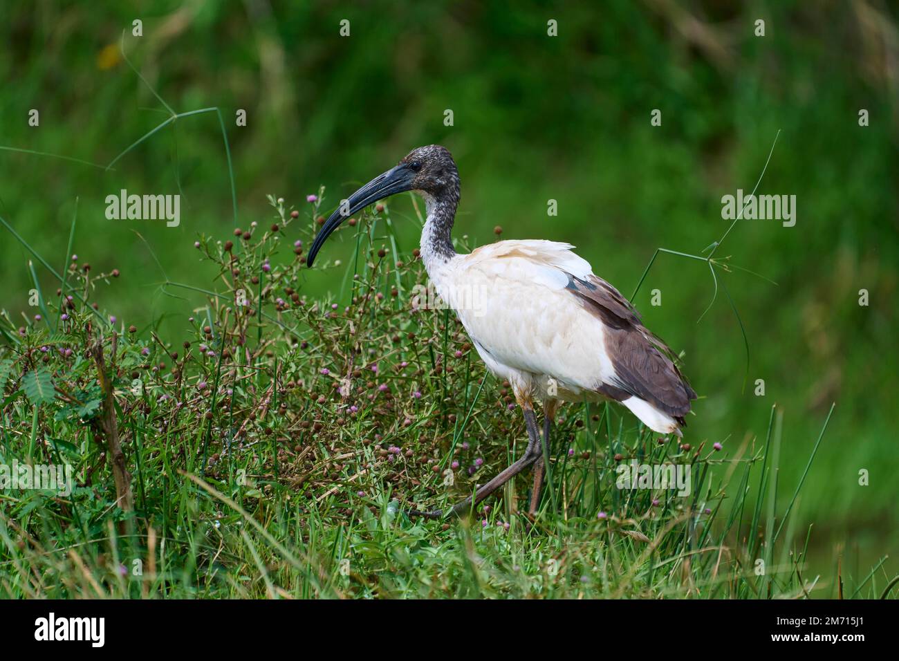 African Sacred Ibis (Threskiornis aethiopicus), Masai Mara National ...