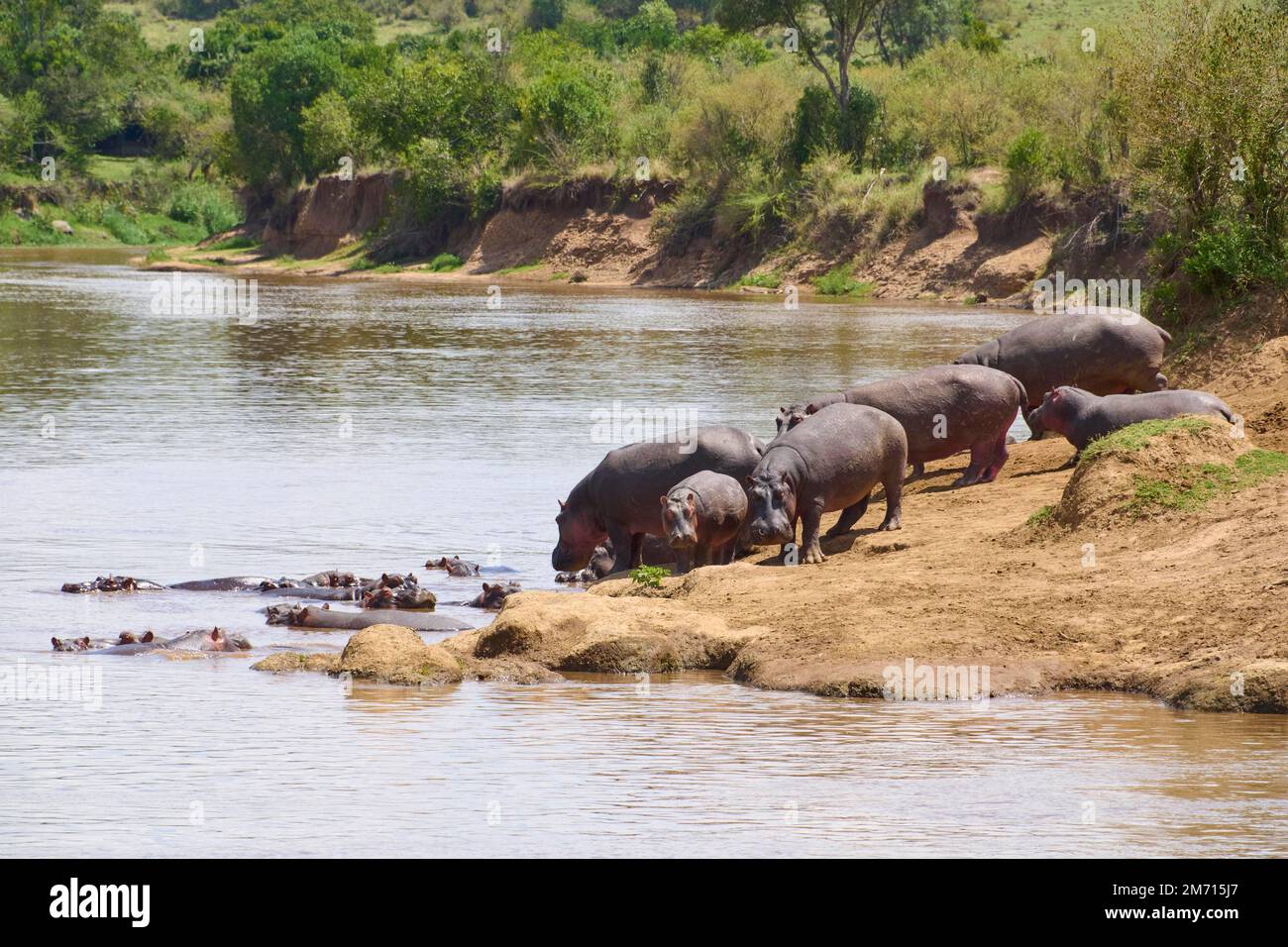 Hippos (Hippopotamus amphibius), group at the Mara River, Masai Mara ...