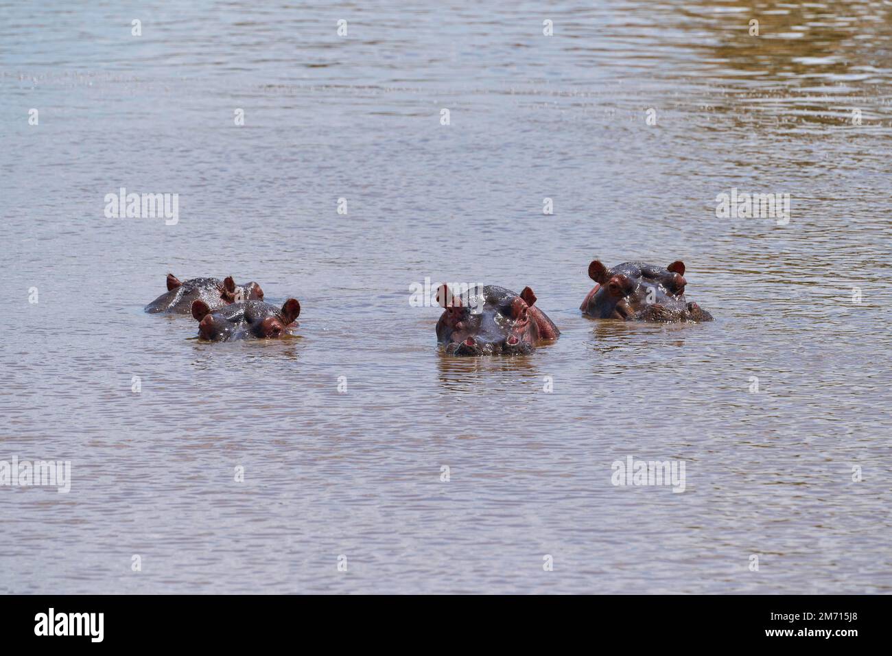 Hippos (Hippopotamus amphibius), two animals in the Mara River, Masai ...