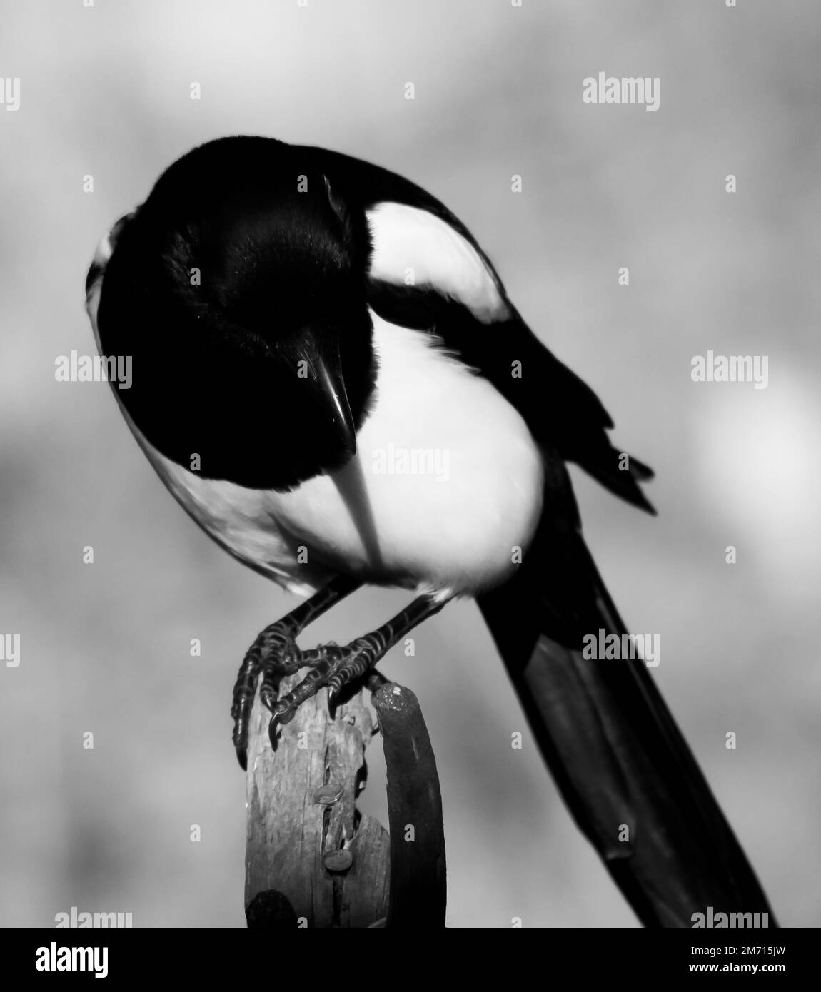 Bird perching on wooden hi-res stock photography and images - Alamy