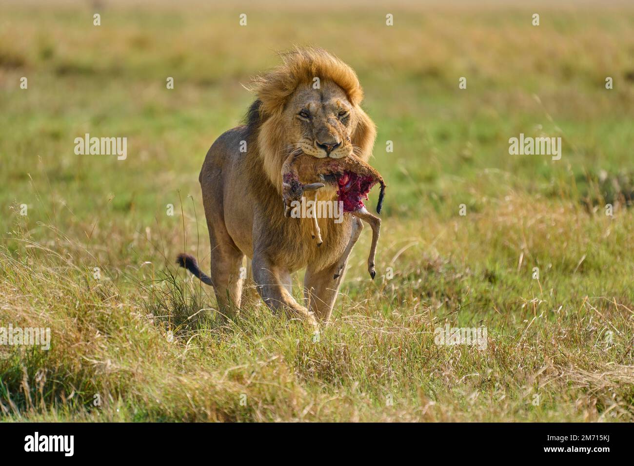 African lion (Panthera leo), male running with prey young Thomson's ...