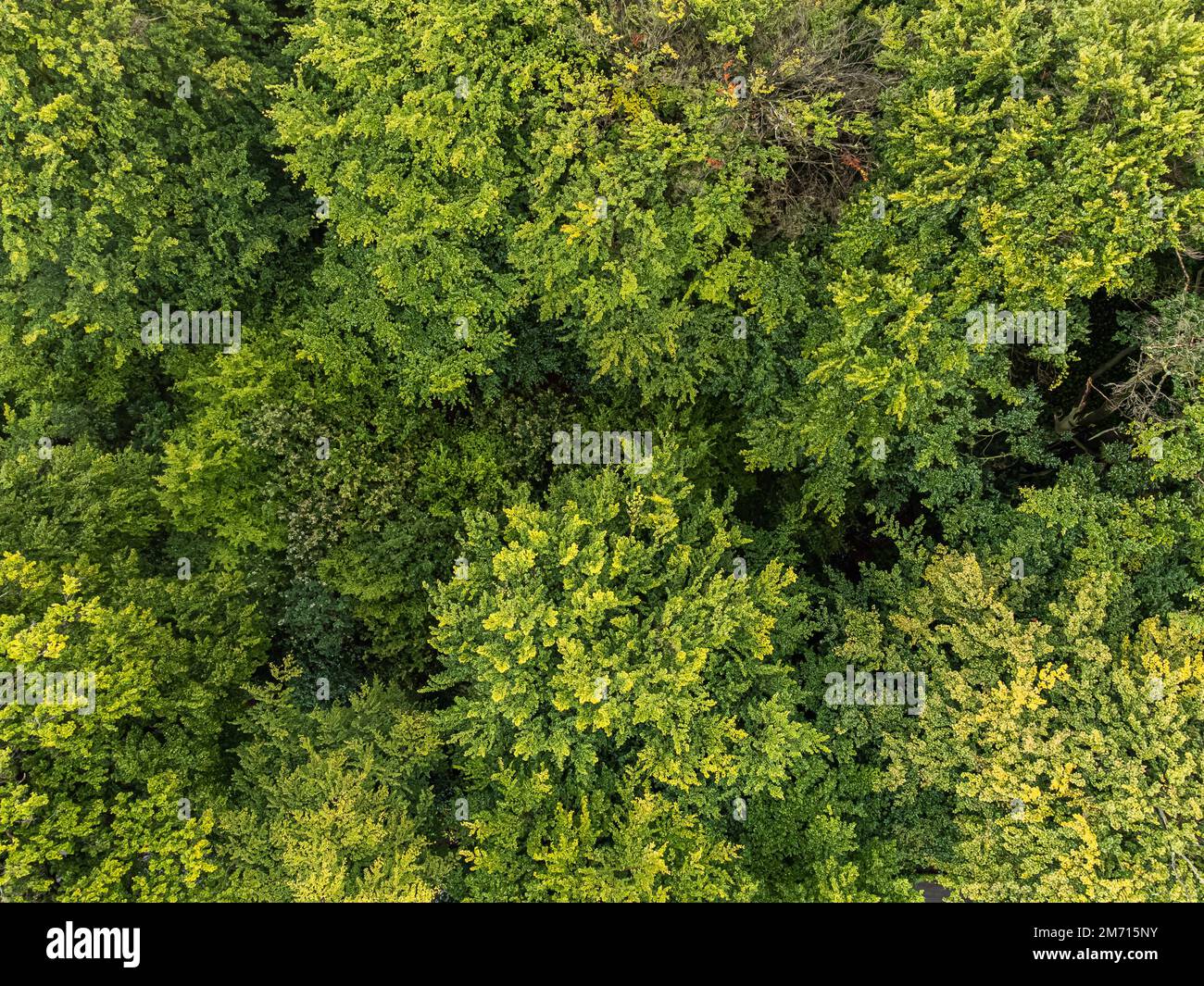 Aerial photography forest green trees hi-res stock photography and ...
