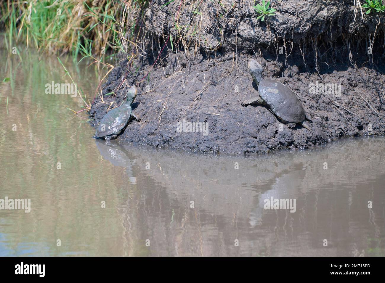 Two turtle species hi-res stock photography and images - Alamy