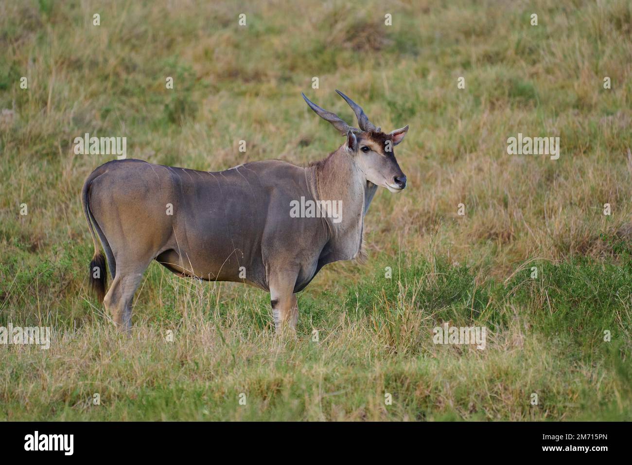 Common eland (Taurotragus oryx), in the savannah, Masai Mara National ...