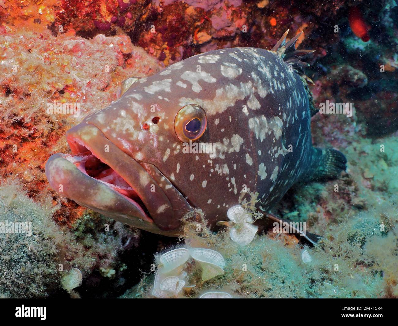 Portrait of dusky grouper (Epinephelus marginatus) (Mycteroperca ...