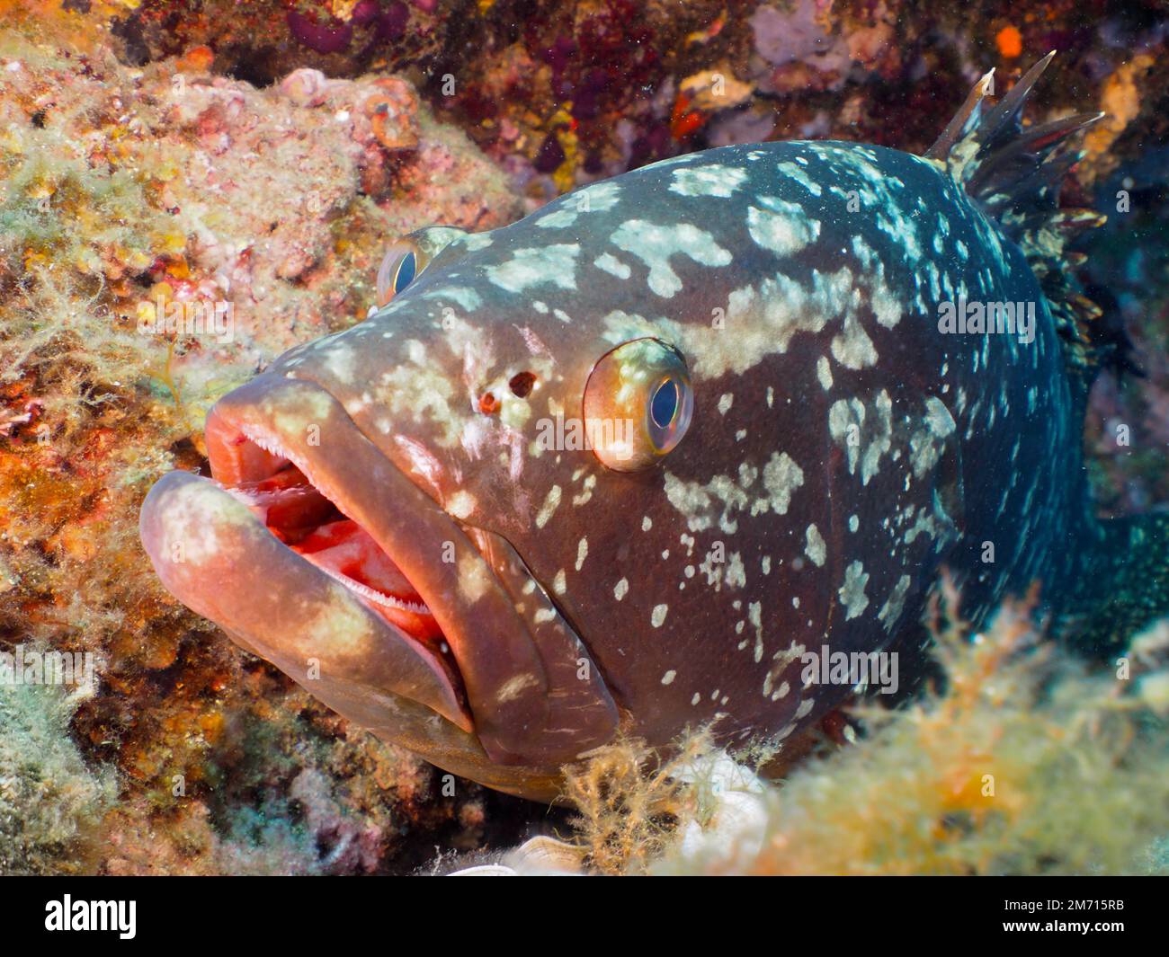 Portrait of dusky grouper (Epinephelus marginatus) (Mycteroperca ...