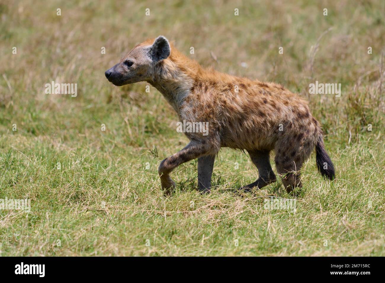 Spotted hyena (Crocuta crocuta), running in the savannah, Masai Mara ...