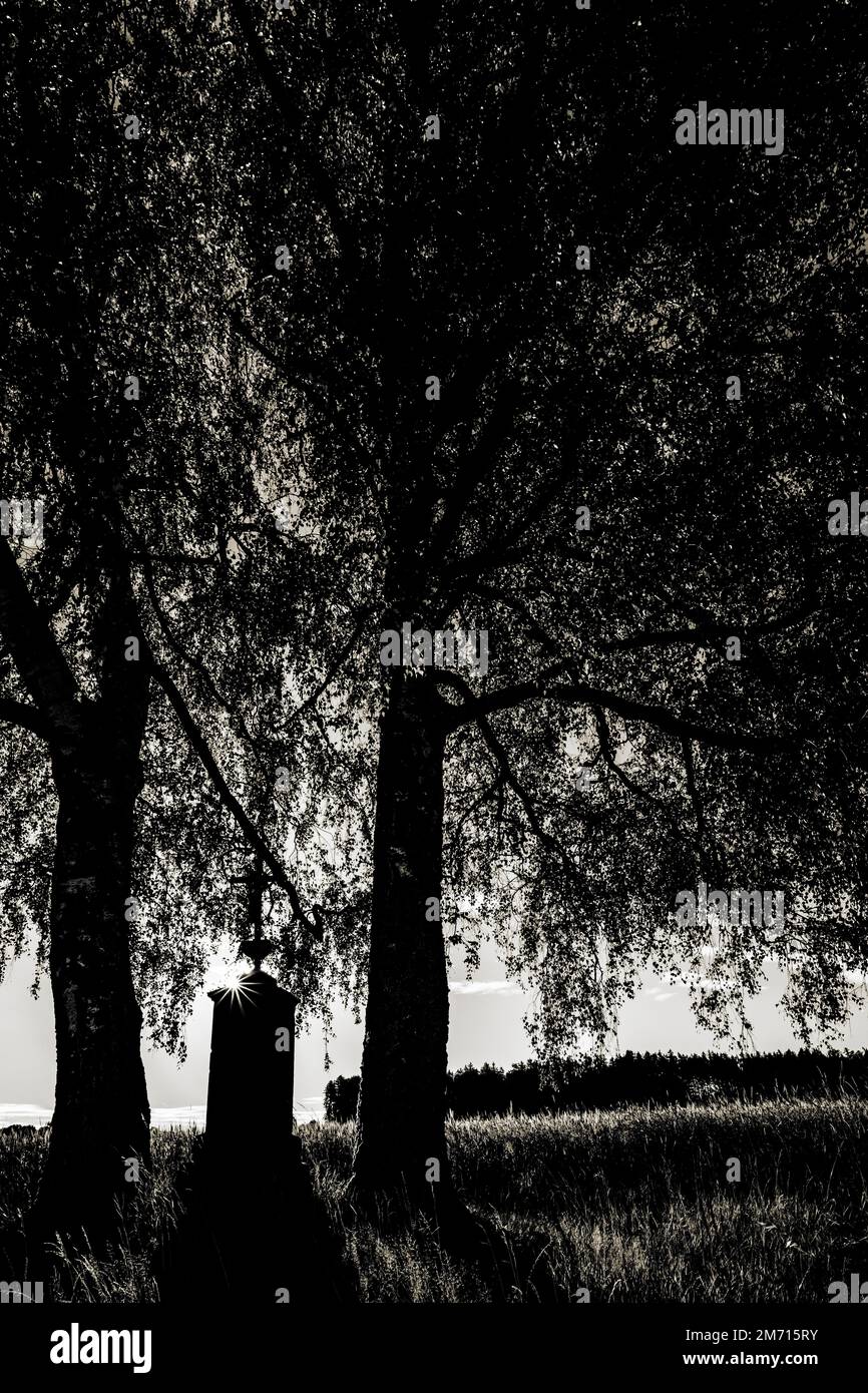 Birches (Betula) with field cross in the backlight, Krumbach, Swabia ...