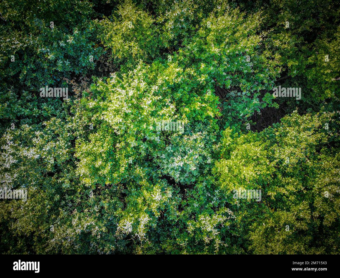 Aerial image of green trees Stock Photo - Alamy