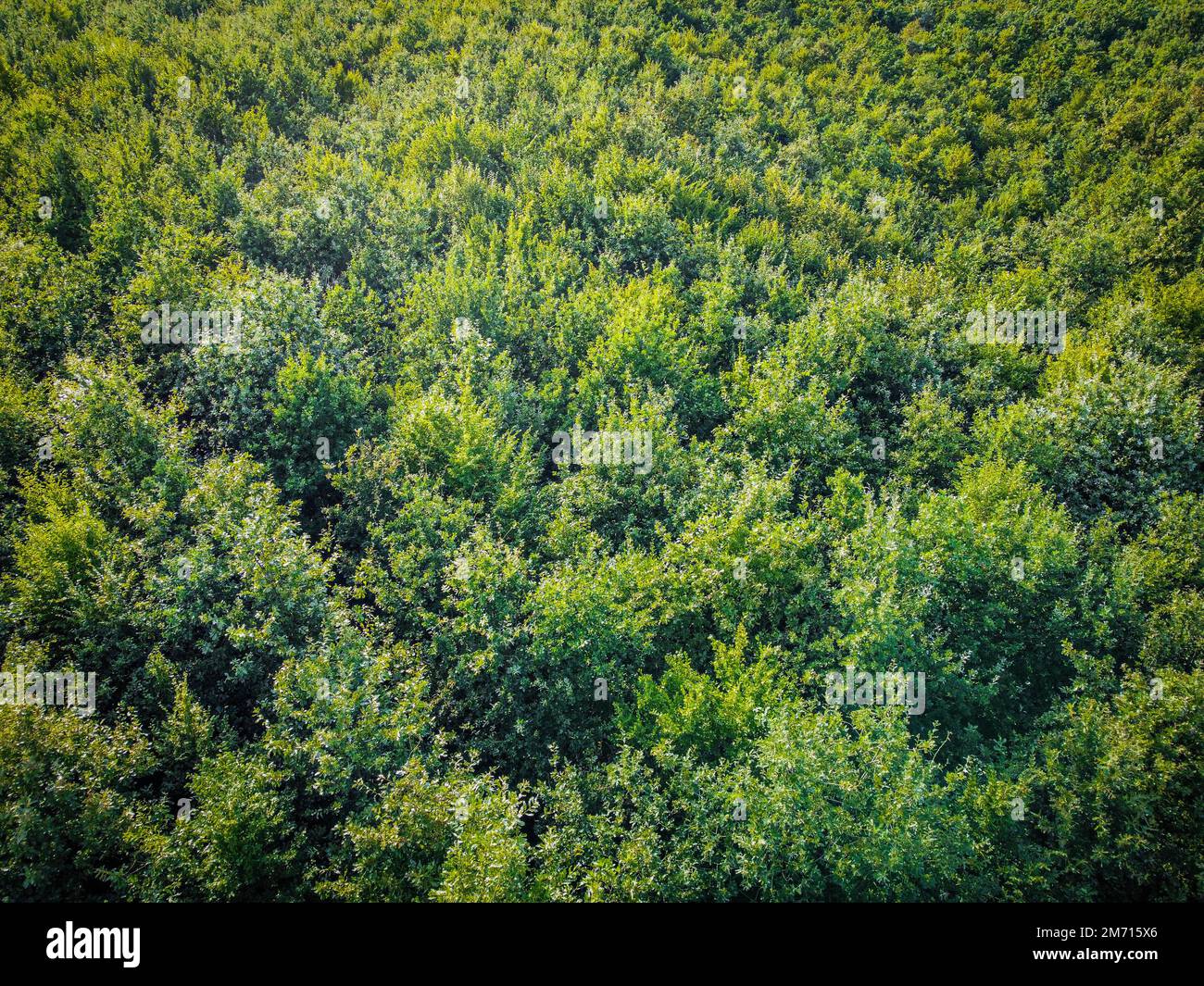 Aerial landscape view wild bird hi-res stock photography and images - Alamy