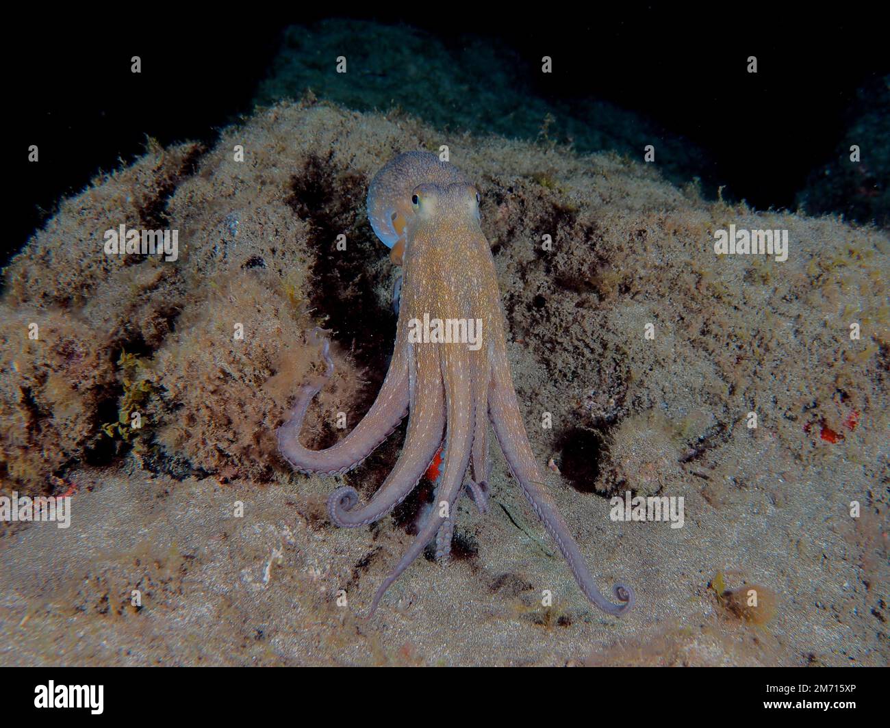 Common octopus (Octopus vulgaris) at night. Dive site El Cabron Marine ...