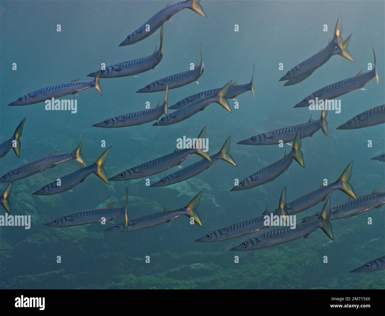 Group of barracuda (Sphyraena viridensis) . Dive site El Cabron Marine ...