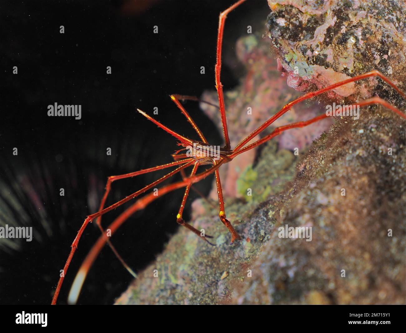 Arrow crab (Stenorhynchus lanceolatus) . Dive site El Cabron Marine ...