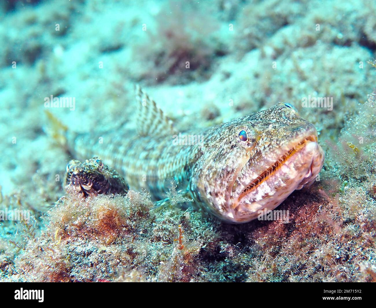 Atlantic lizardfish (Synodus saurus) . Dive site El Cabron Marine ...