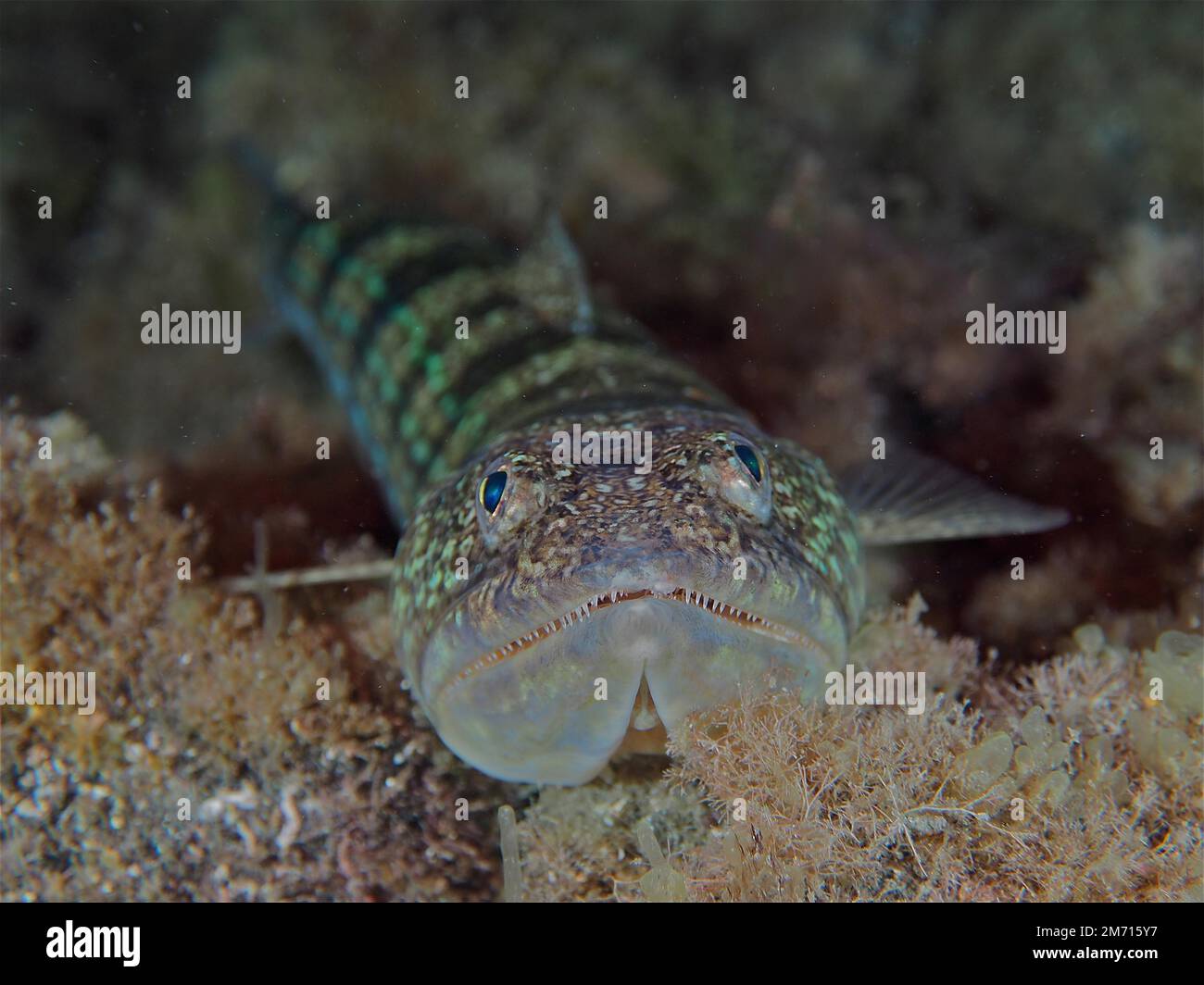 Portrait of atlantic lizardfish (Synodus saurus) . Dive site El Cabron ...