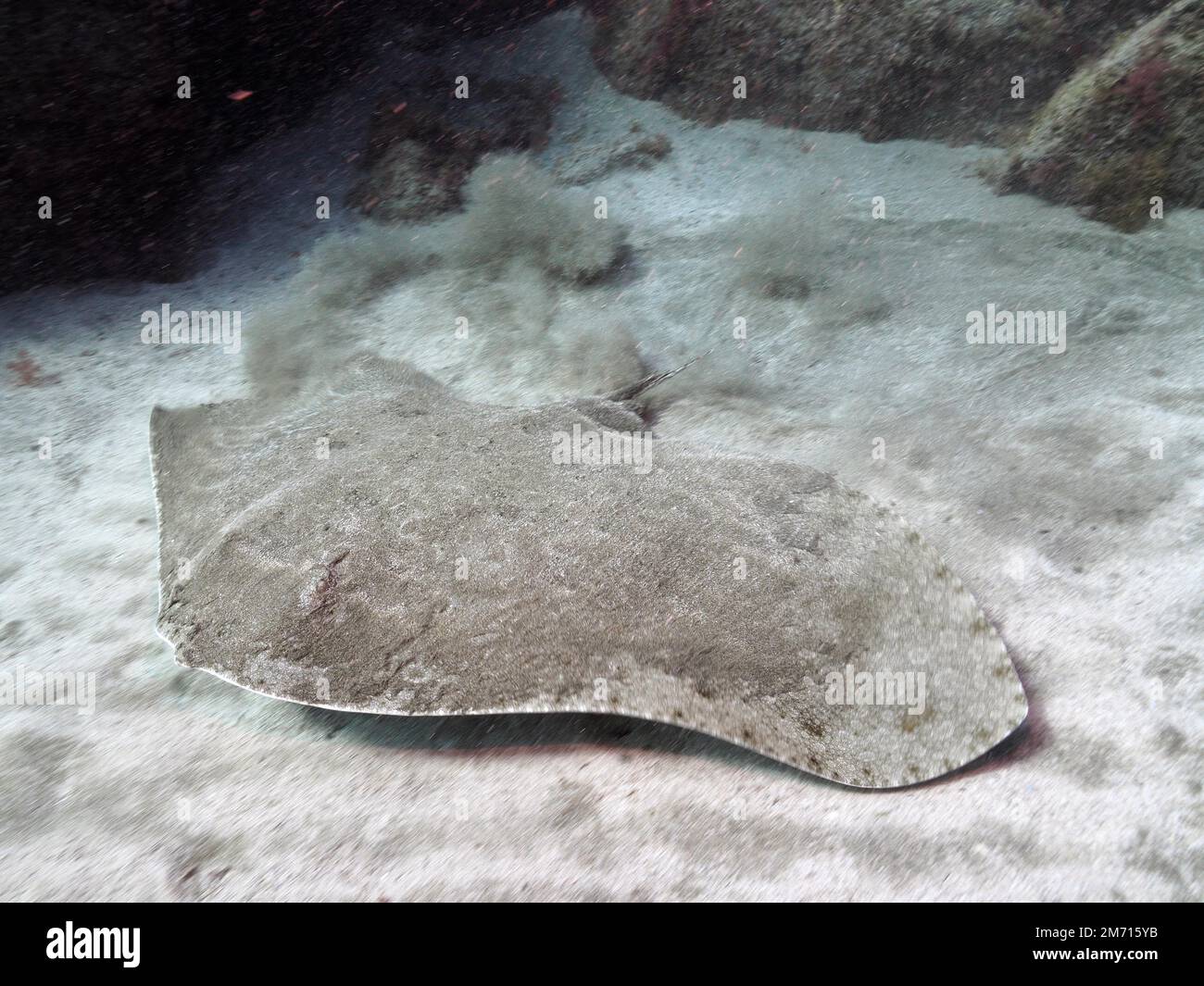 Butterfly ray (Gymnura altavela) . Dive site El Cabron Marine Reserve ...